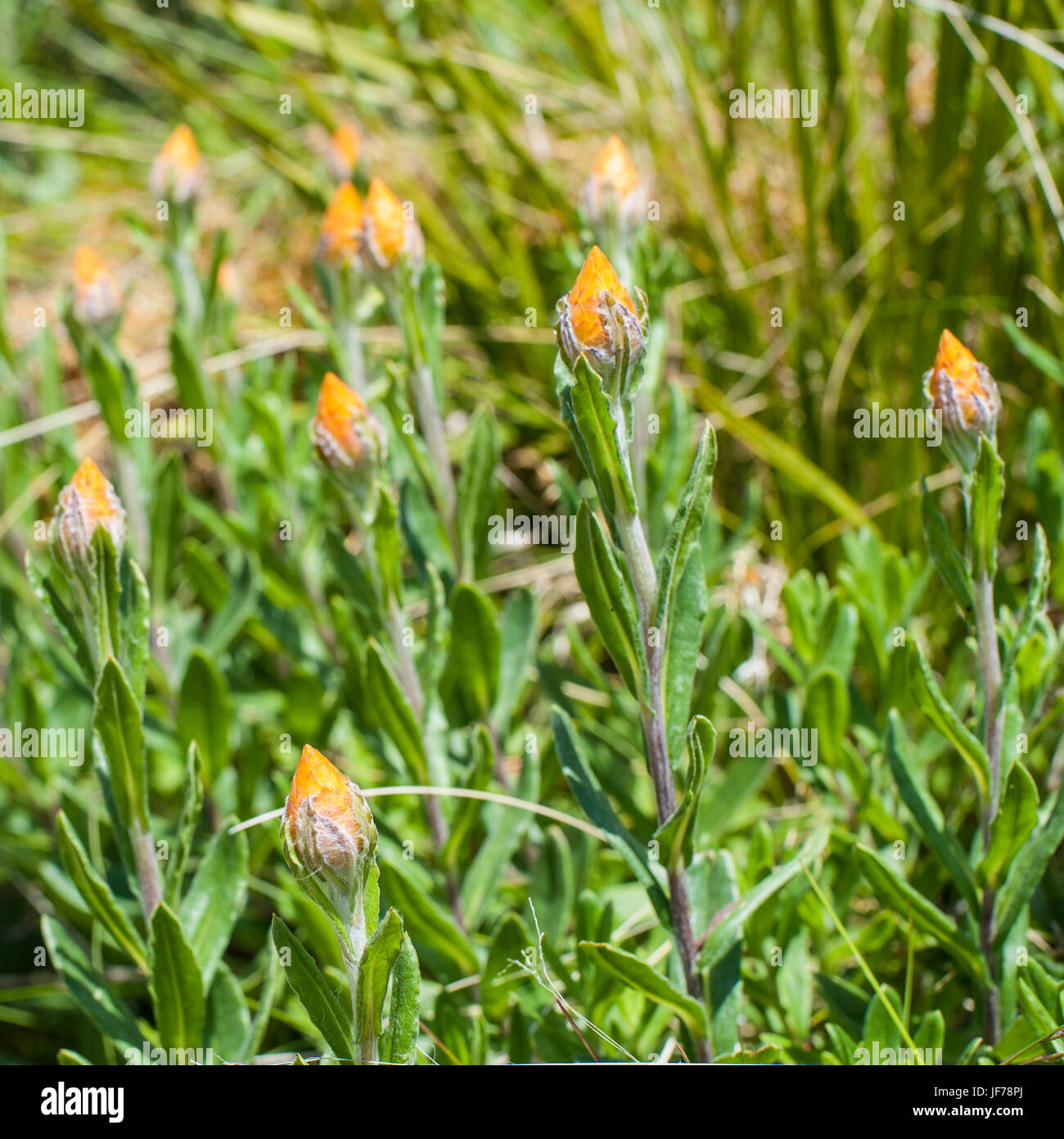 Victorian wildflowers hi-res stock photography and images - Alamy