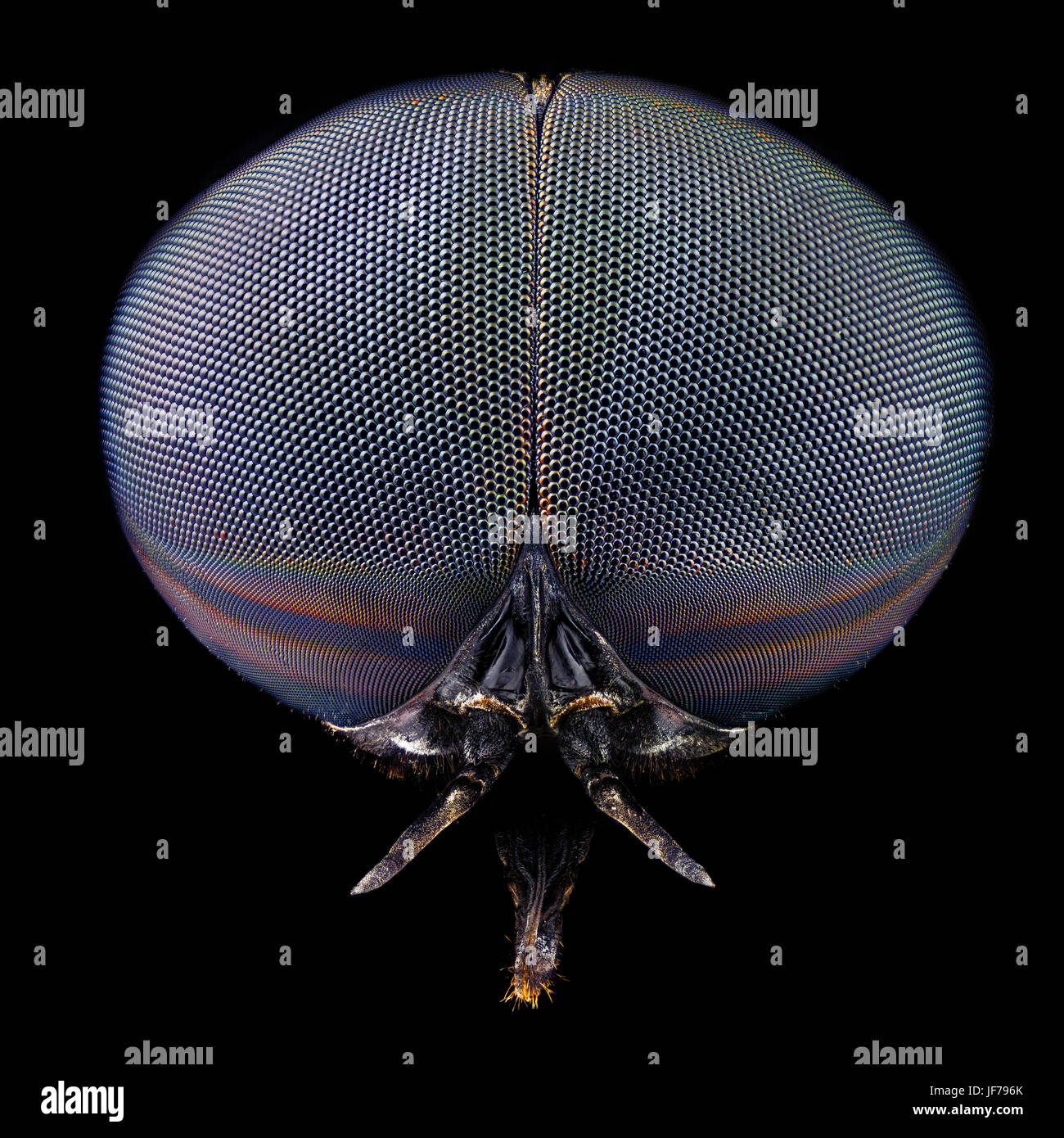 Extreme close up face fly hi-res stock photography and images - Alamy