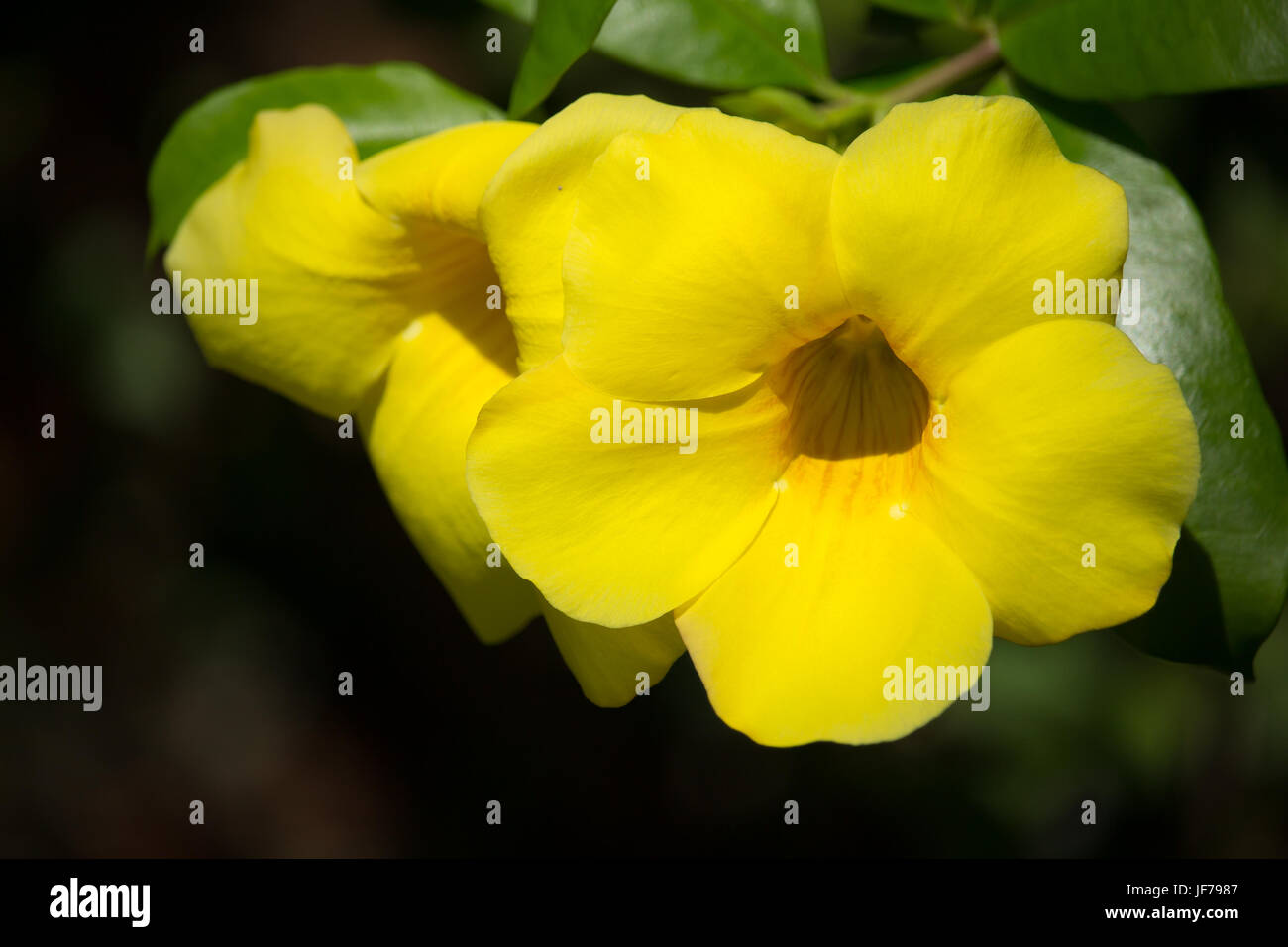 Close up of Yellow Allamanda with green leaf background Stock Photo - Alamy
