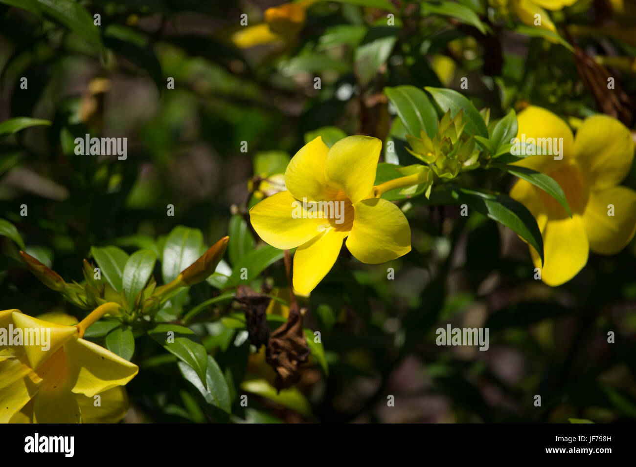 Close up of Yellow Allamanda with green leaf background Stock Photo - Alamy