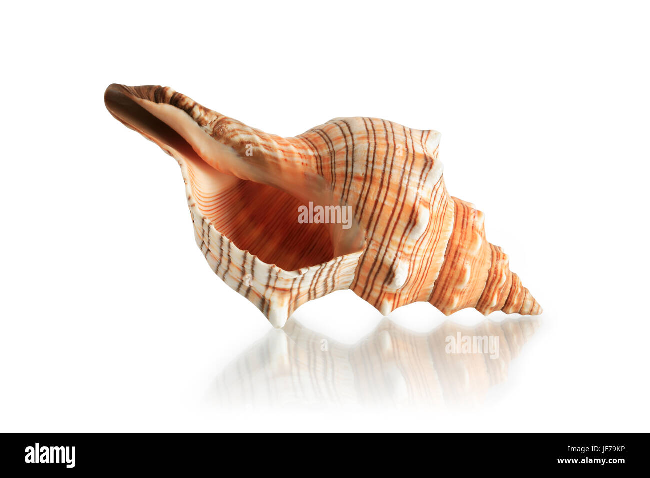 Beauty conch shell on white background with reflection. Clipping path ...