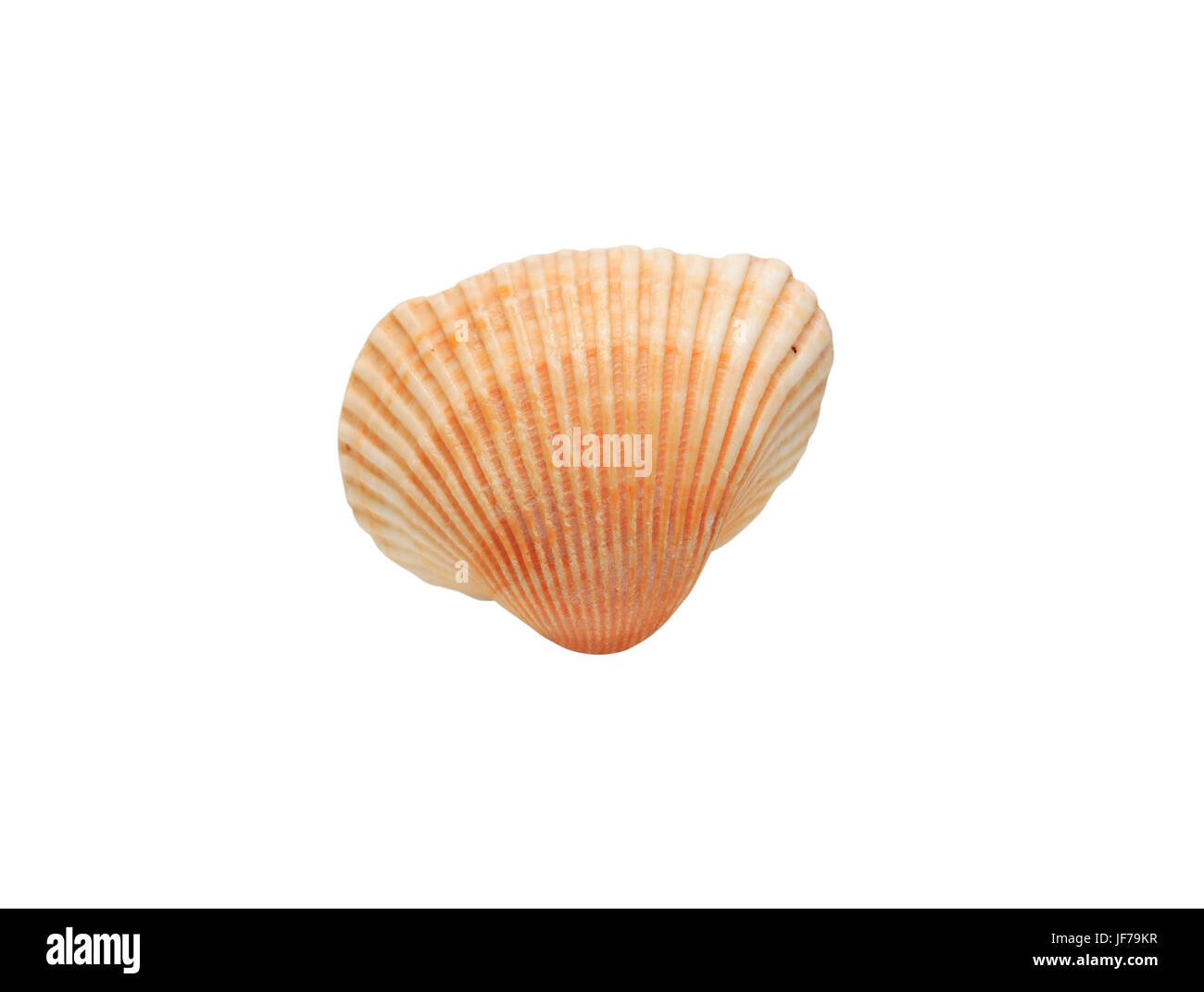 Beauty conch shell on white background. Clipping path is included Stock ...