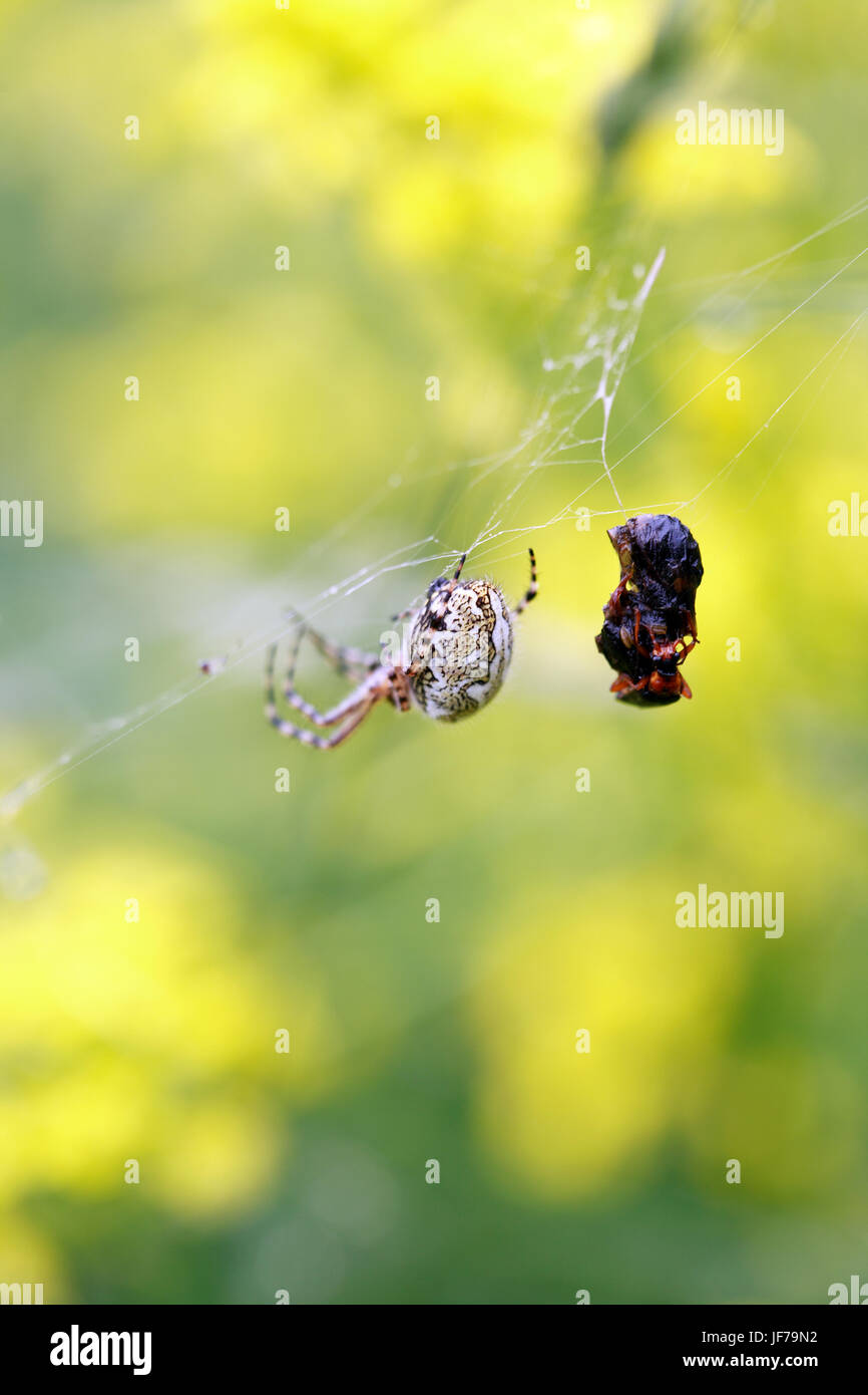 Closeup of spider in web near dead insect Stock Photo - Alamy