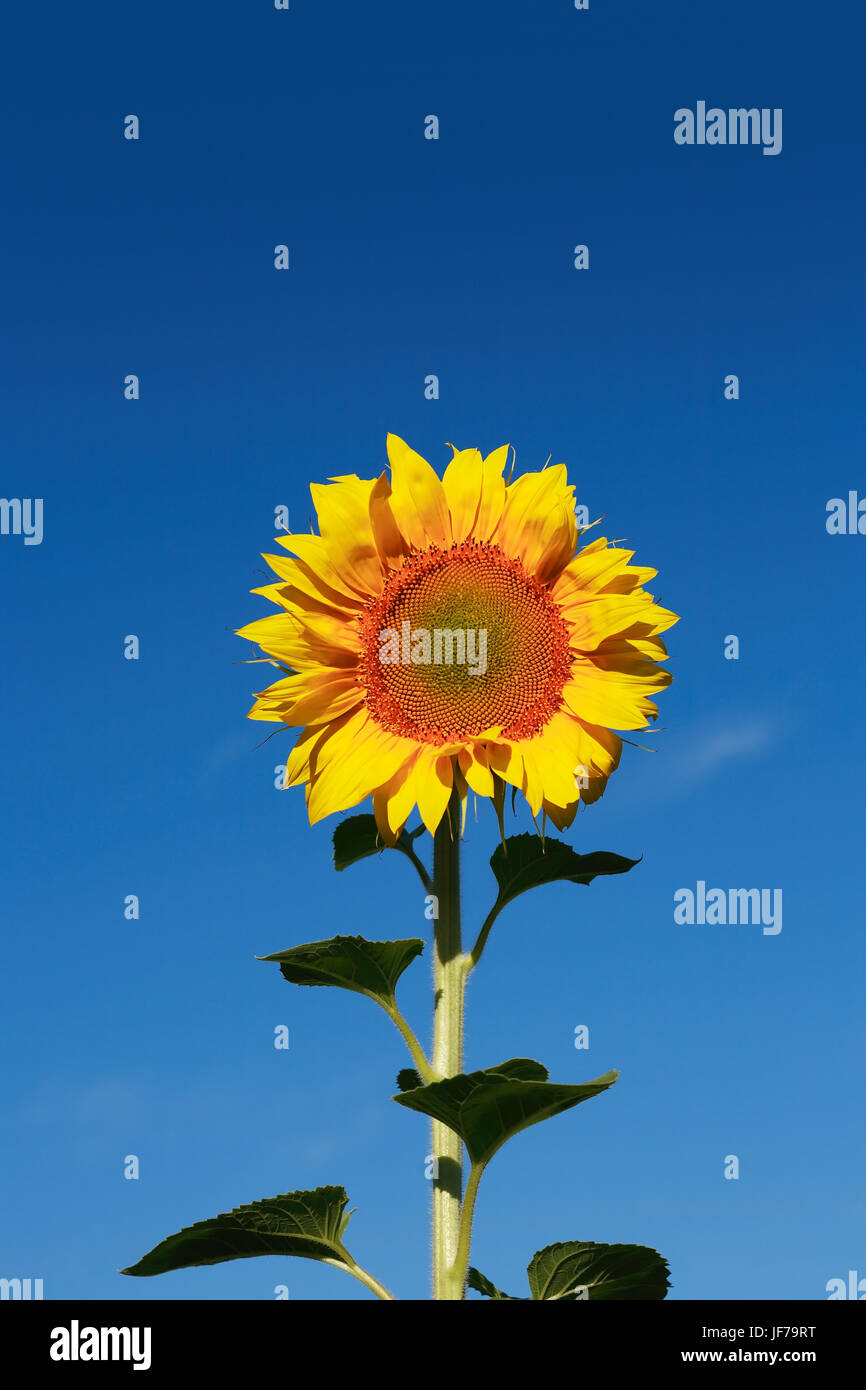 Beautiful yellow sunflower against blue sky Stock Photo - Alamy