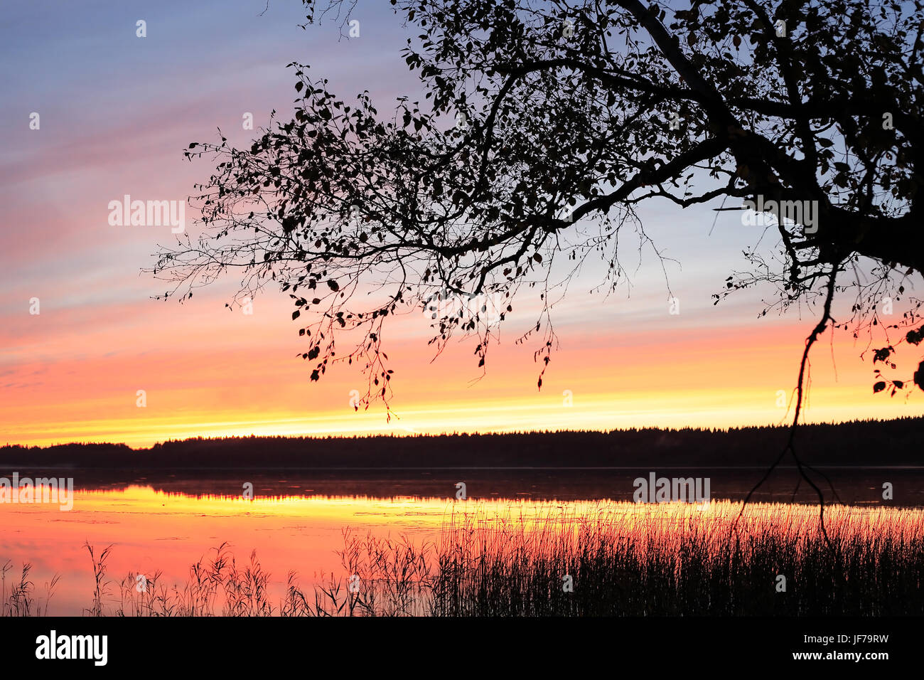 Tree near lake hi-res stock photography and images - Alamy