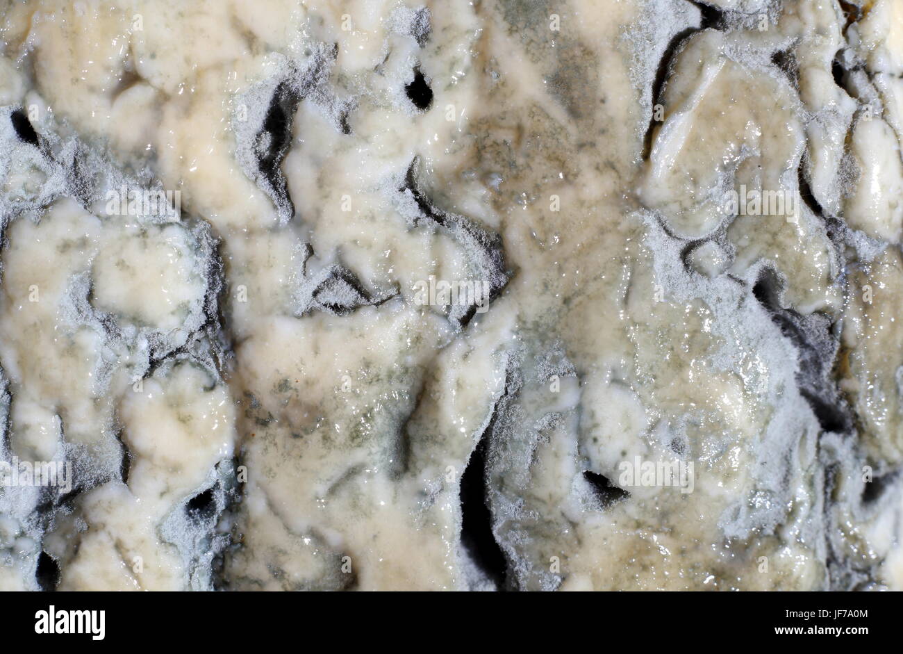 Extreme close-up view Yorkshire blue cheese rind curds Stock Photo - Alamy