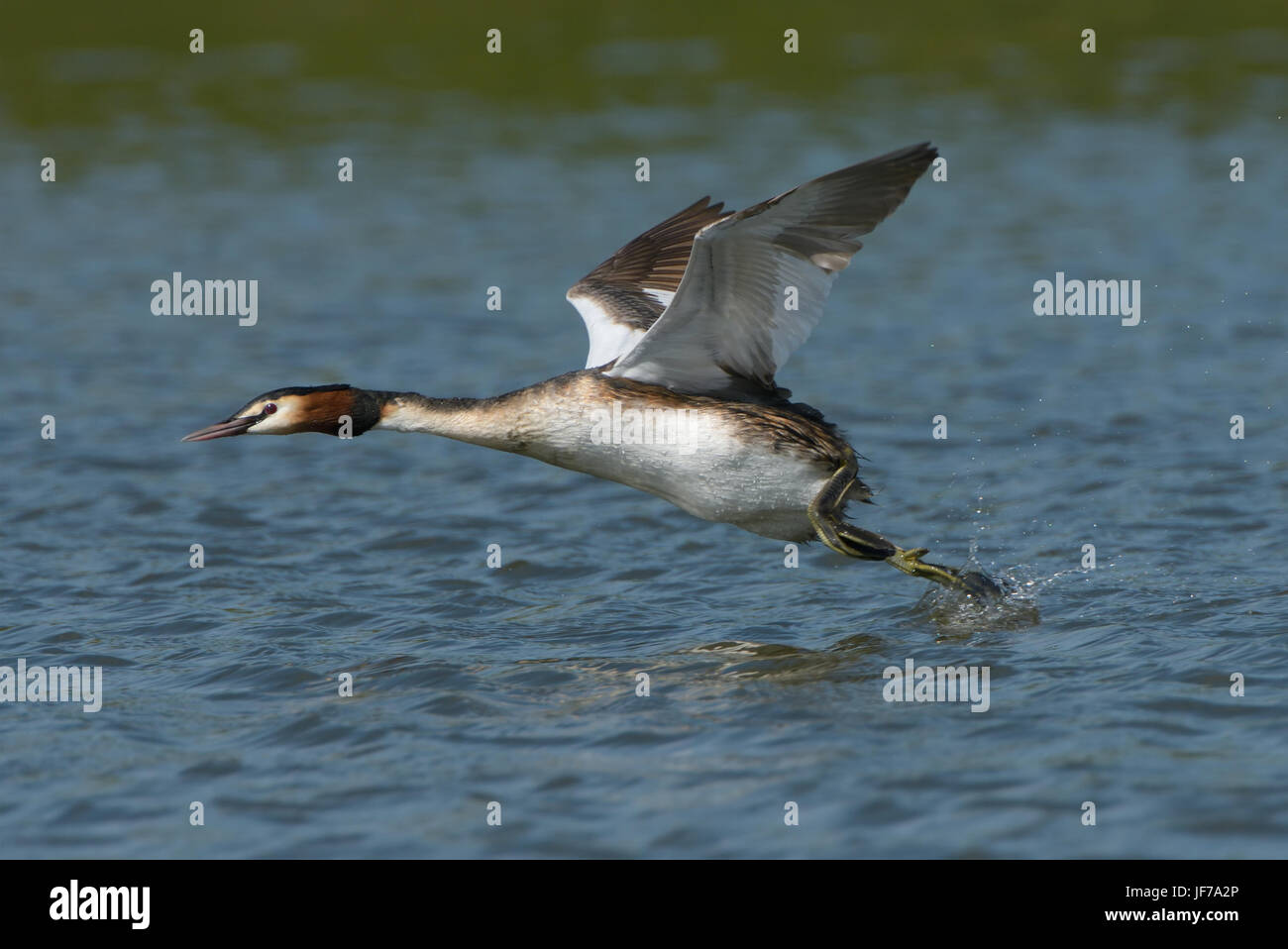 Running like usain bolt hi-res stock photography and images - Alamy