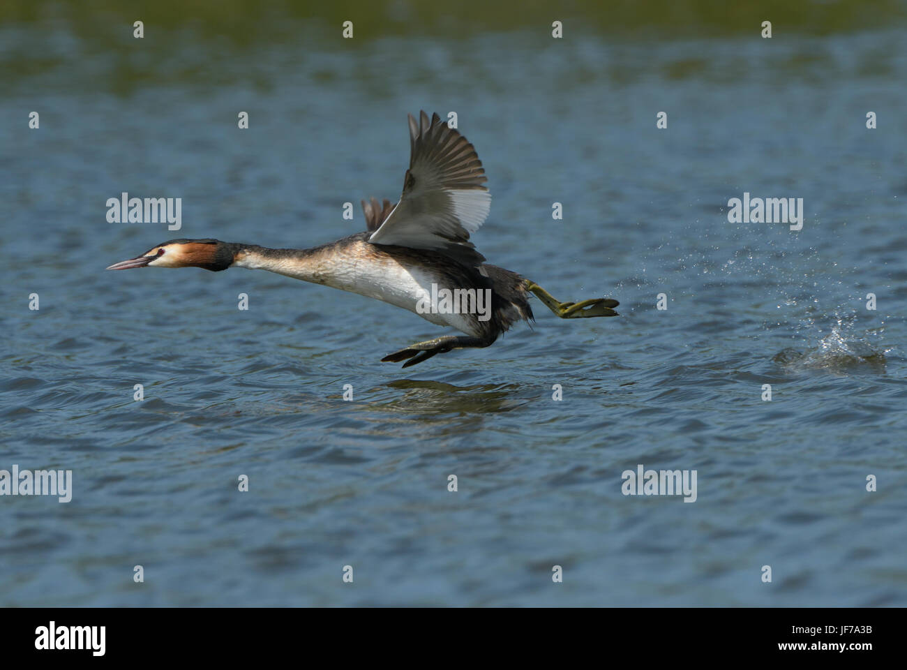 Running like usain bolt hi-res stock photography and images - Alamy