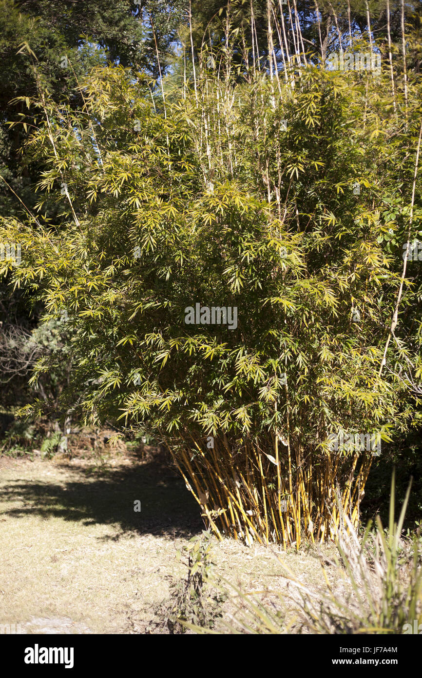 Stand of ornamental bamboo in an Australian garden Stock Photo - Alamy