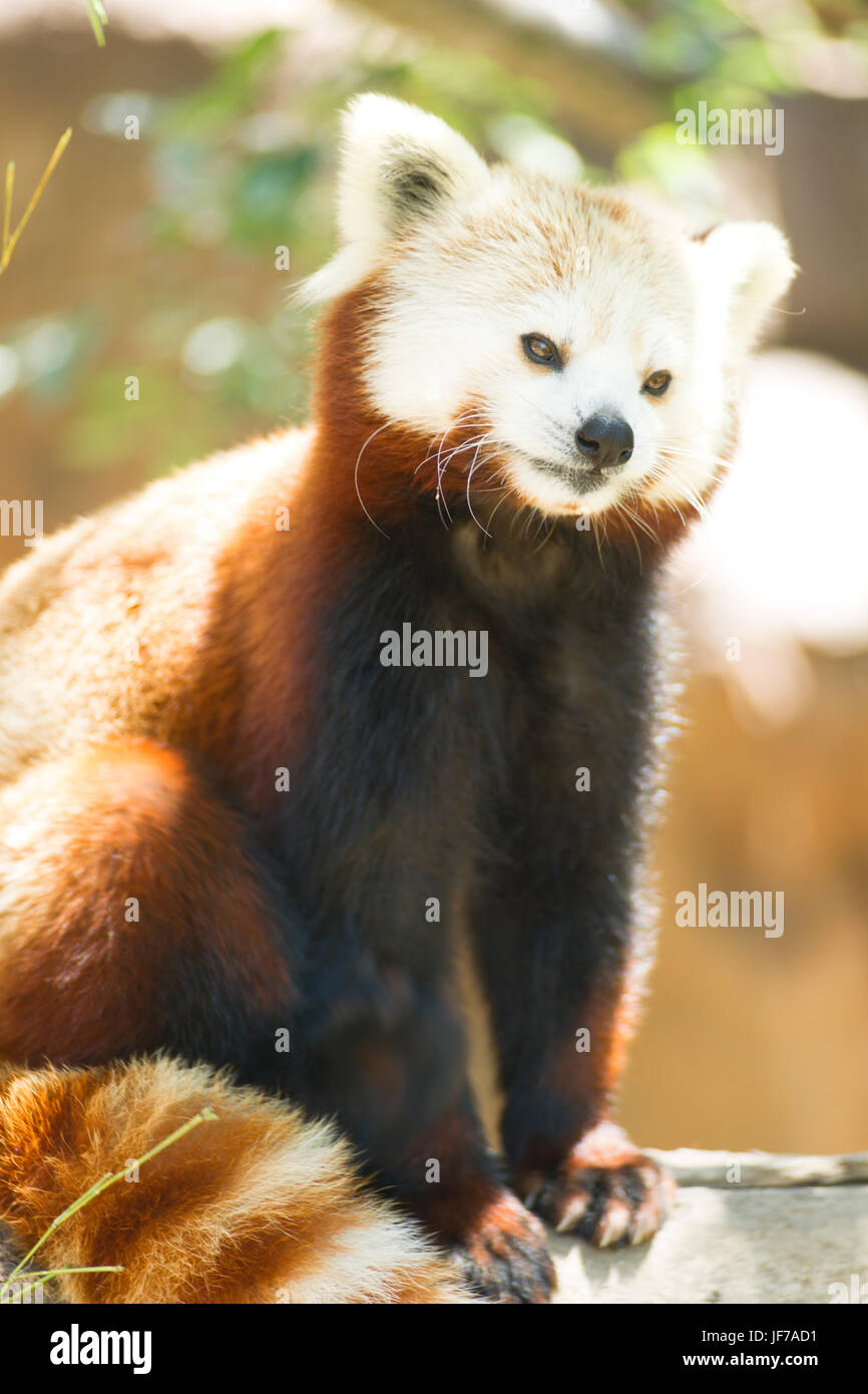Trying to find some shade in the summer sun takes the Red Panda into ...