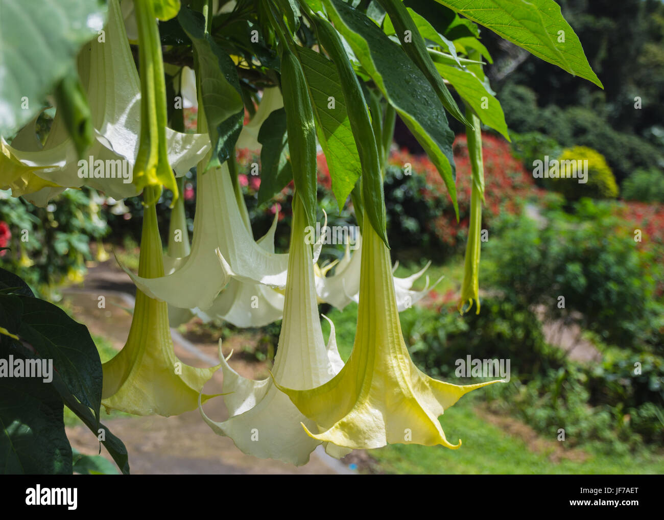 angel trumpet flower Stock Photo - Alamy