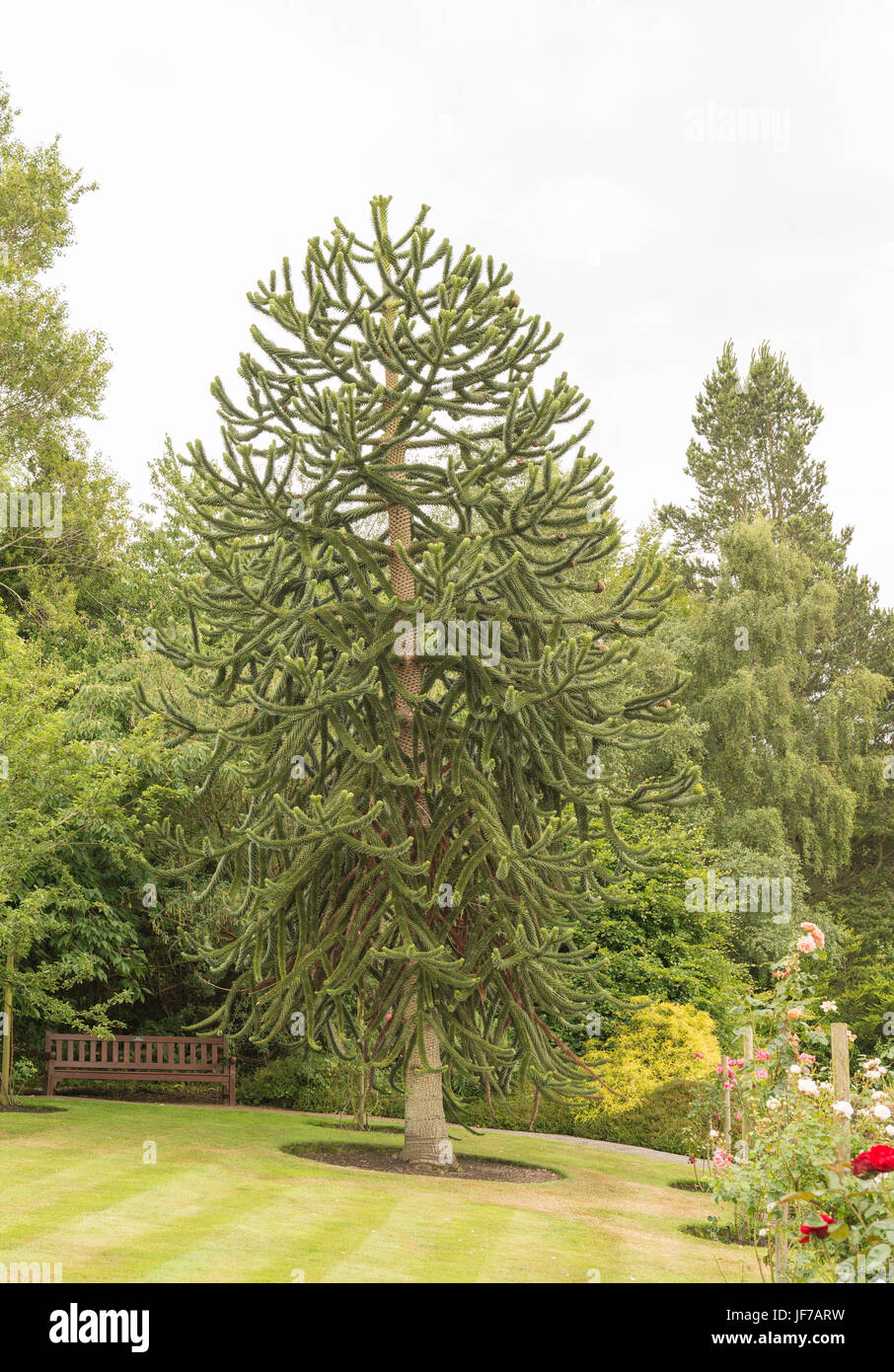 Monkey Puzzle Tree rich & Green set in gardens in Ayrshire Scotland ...