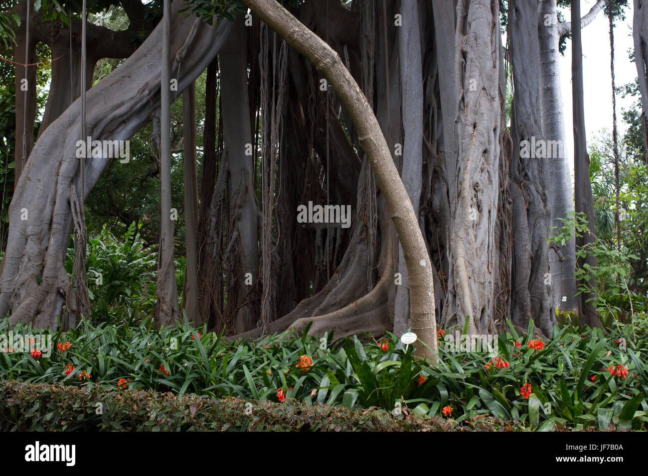 Ficus macrophylla big tree. Aerial roots, with column support ...
