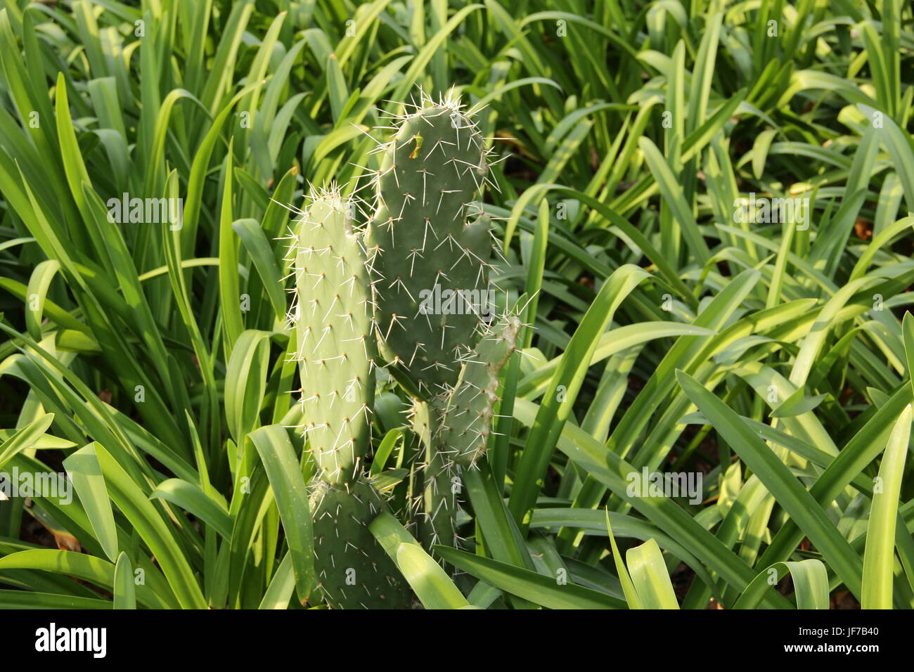 Flower of mesoamerica hi-res stock photography and images - Alamy
