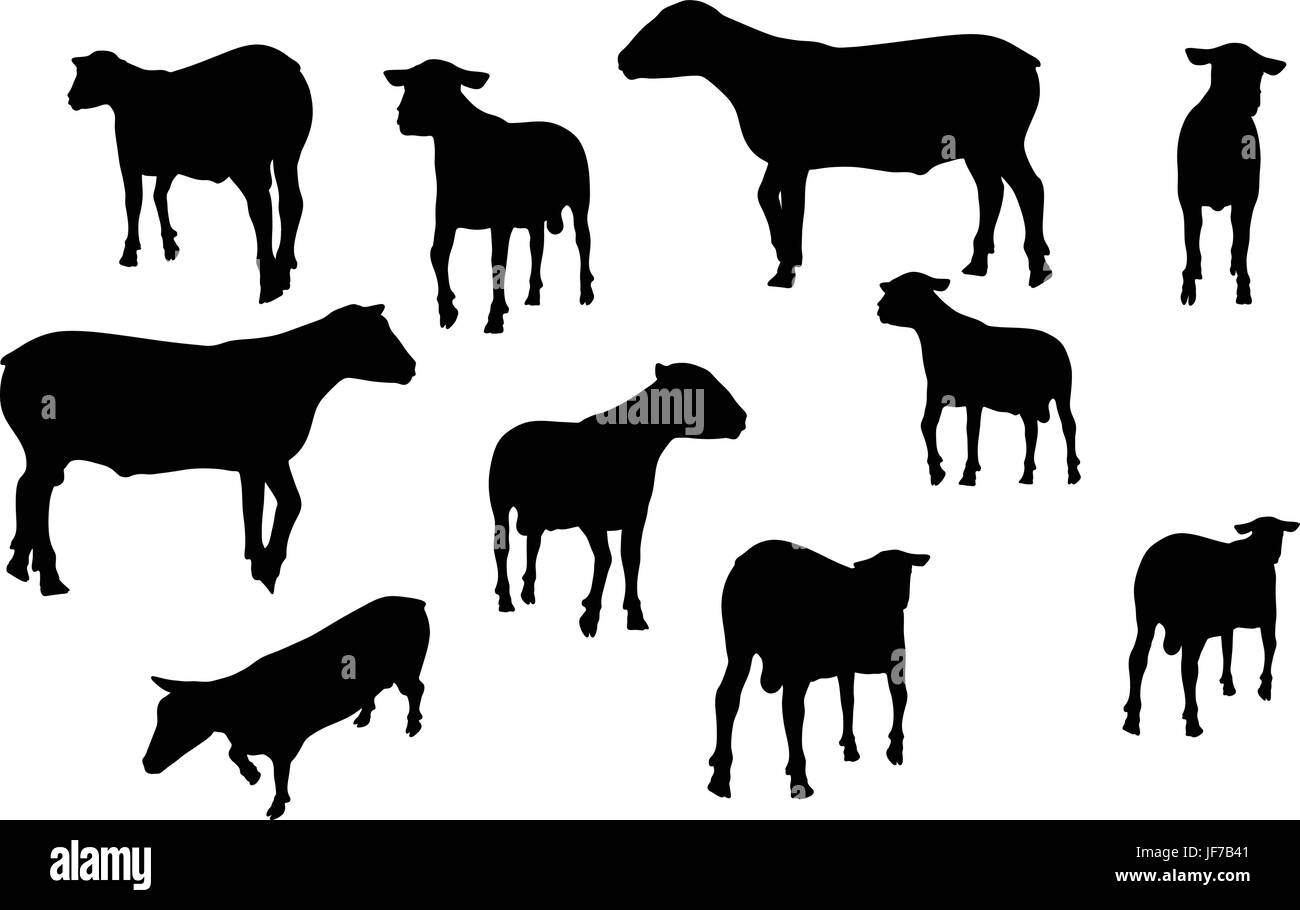 sheep silhouette with walking pose Stock Vector Image & Art - Alamy