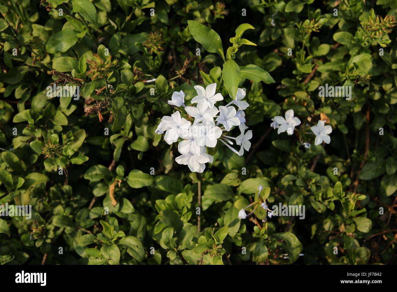 Flower of mesoamerica hi-res stock photography and images - Alamy