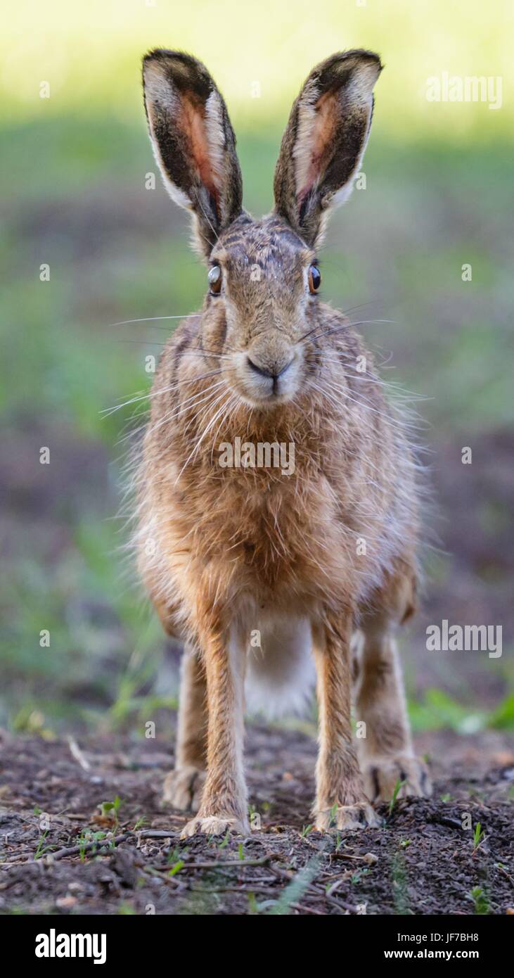 Hares animals Stock Vector Images - Alamy