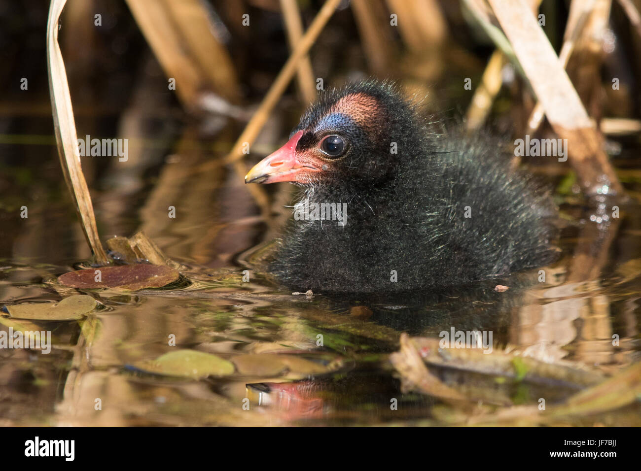Moorhen common british bird hi-res stock photography and images - Alamy