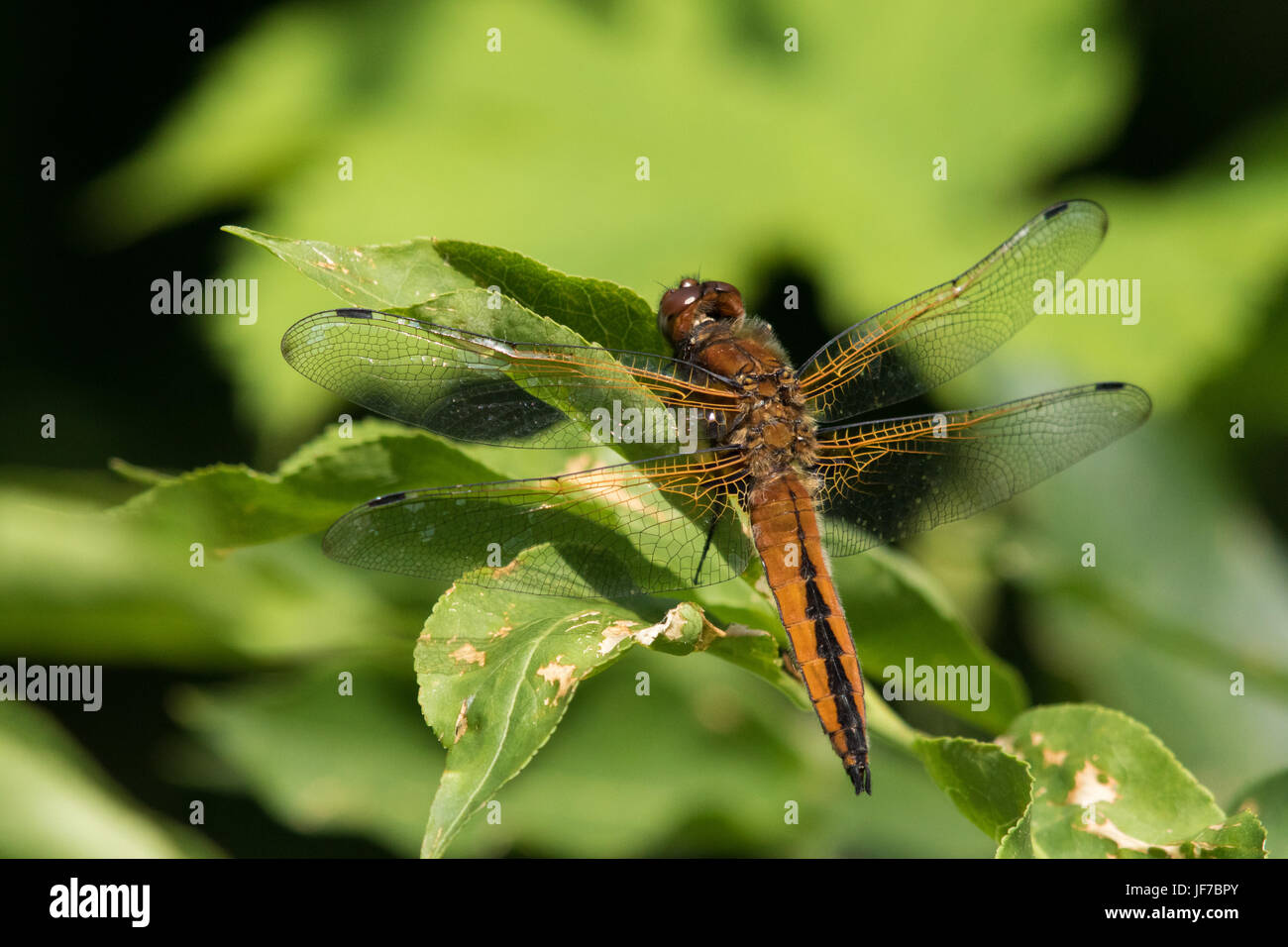 female Scarce Chaser (Libellula fulva) dragonfly basking in the sun on ...