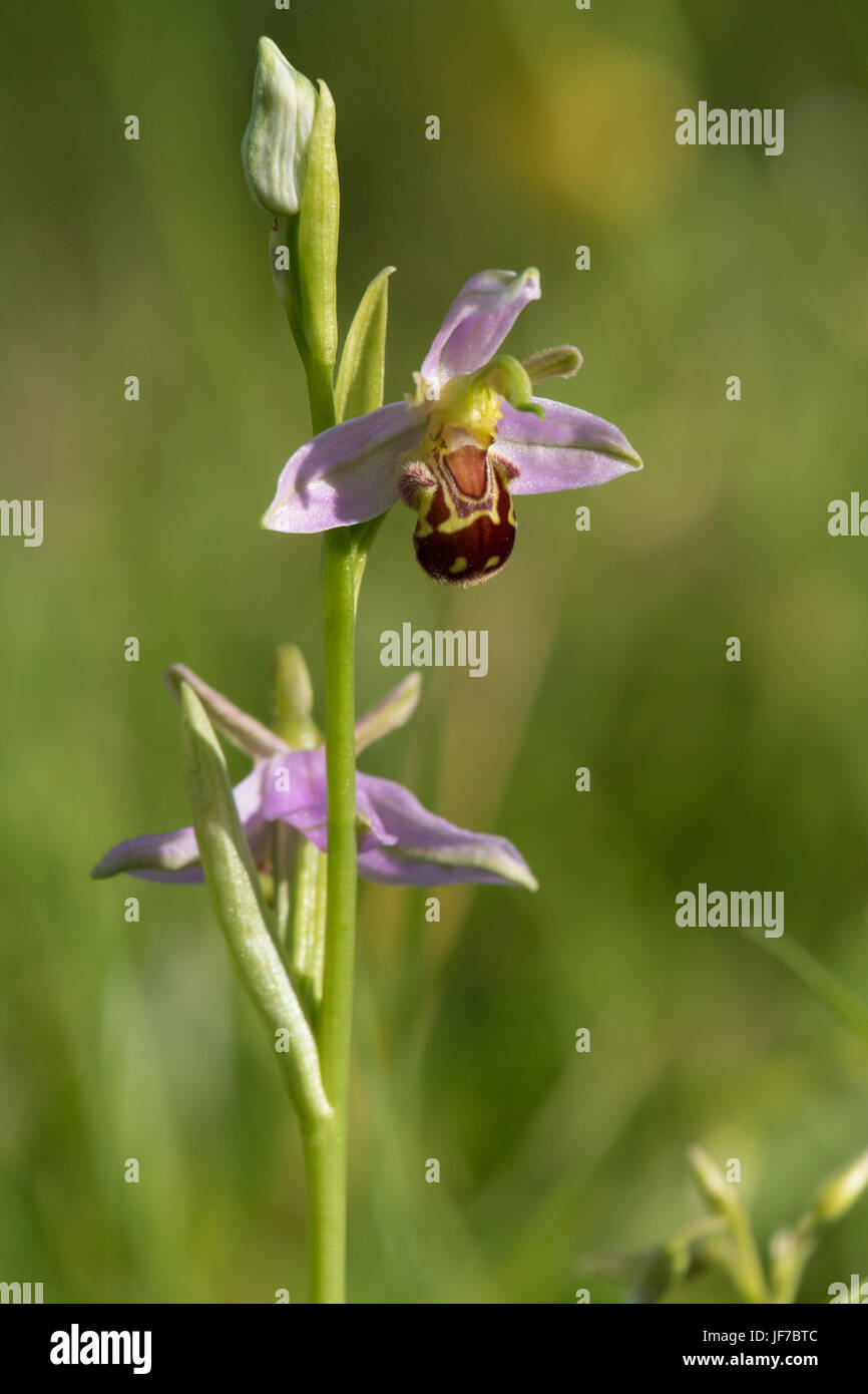 Bee Orchid (Ophrys apifera) flowers Stock Photo - Alamy