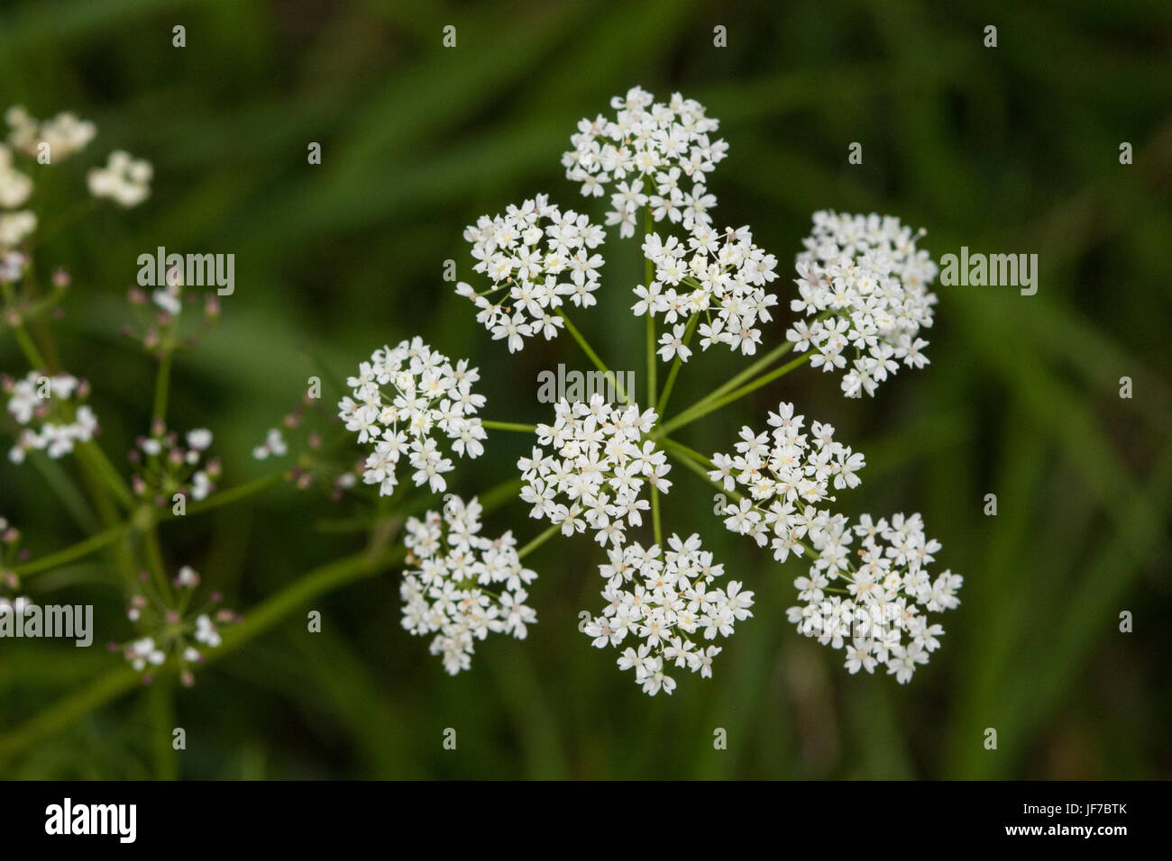 Conopodium majus hi-res stock photography and images - Alamy