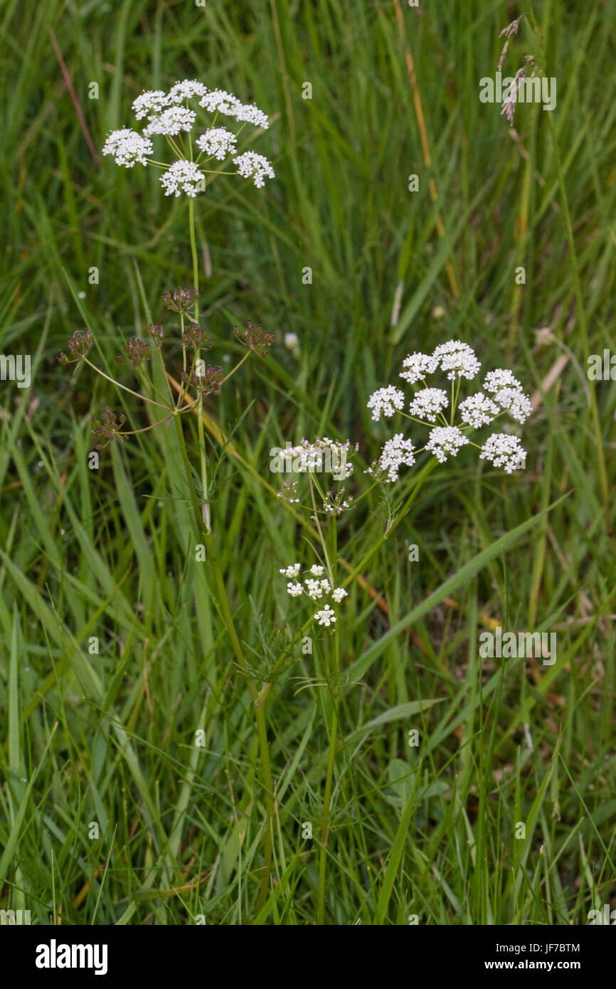Pignut (Conopodium majus) flowers Stock Photo - Alamy