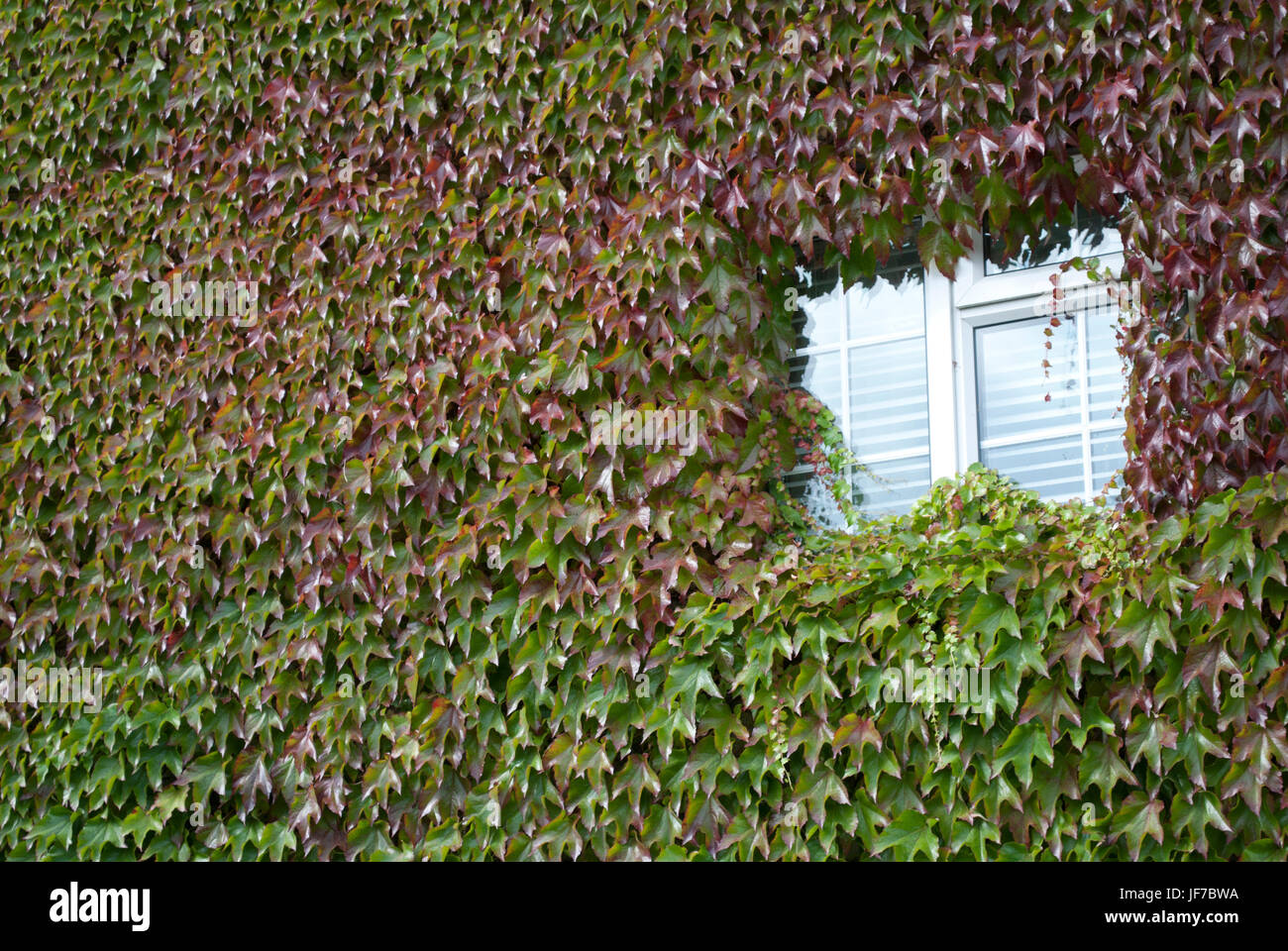 Window surrounded by Virginia creeper Stock Photo - Alamy