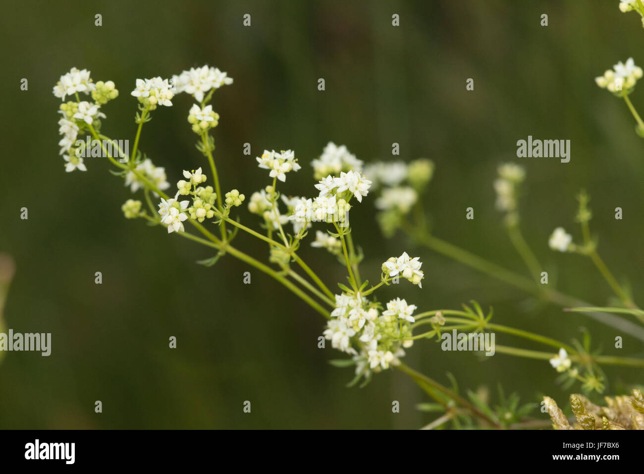 Heath Bedstraw (Galium saxatile) flowers Stock Photo - Alamy