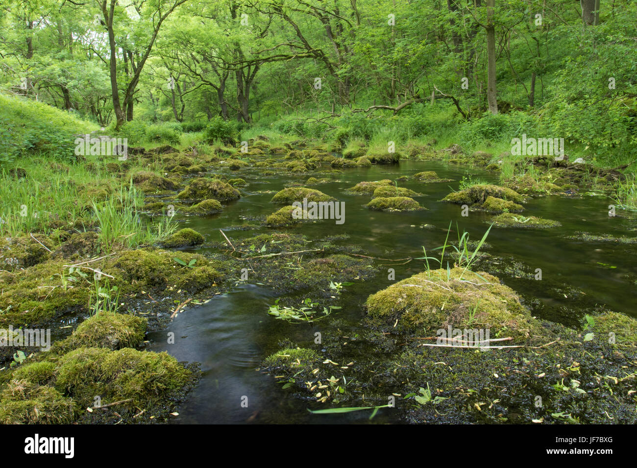 Lush early summer vegetation along the River Lathkill, Peak District ...