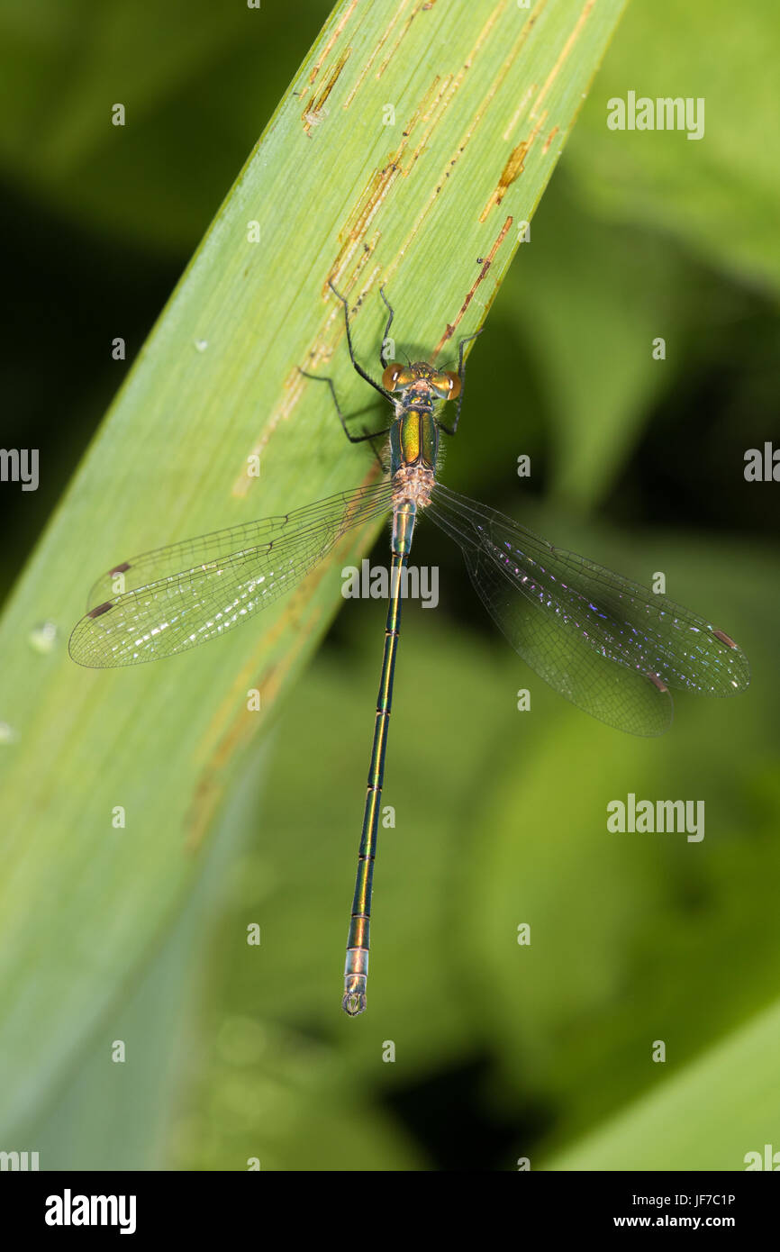 Emerald Damselfly (Lestes sponsa Stock Photo - Alamy