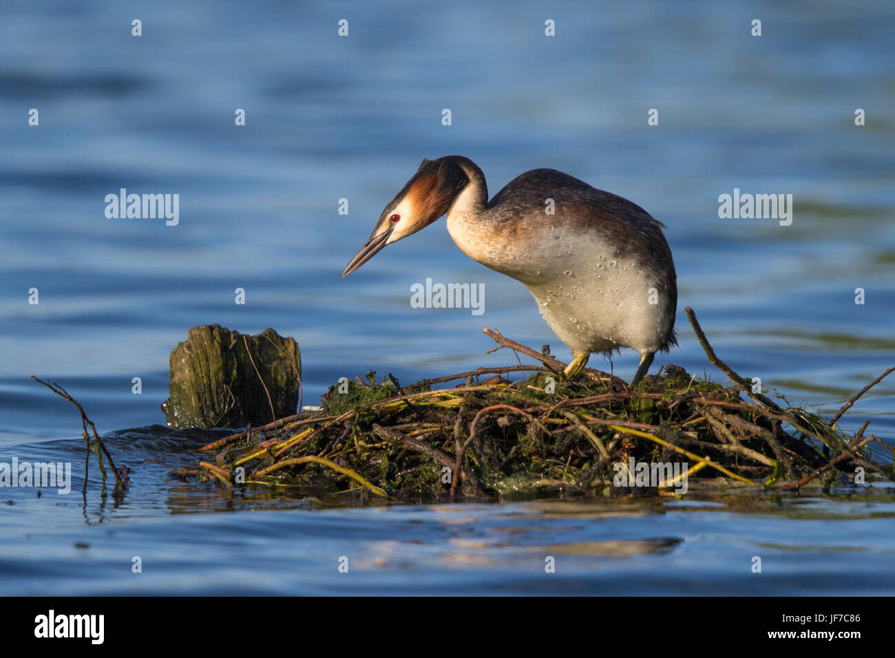 Great Crested Grebe (Podiceps cristatus) building its nest Stock Photo ...