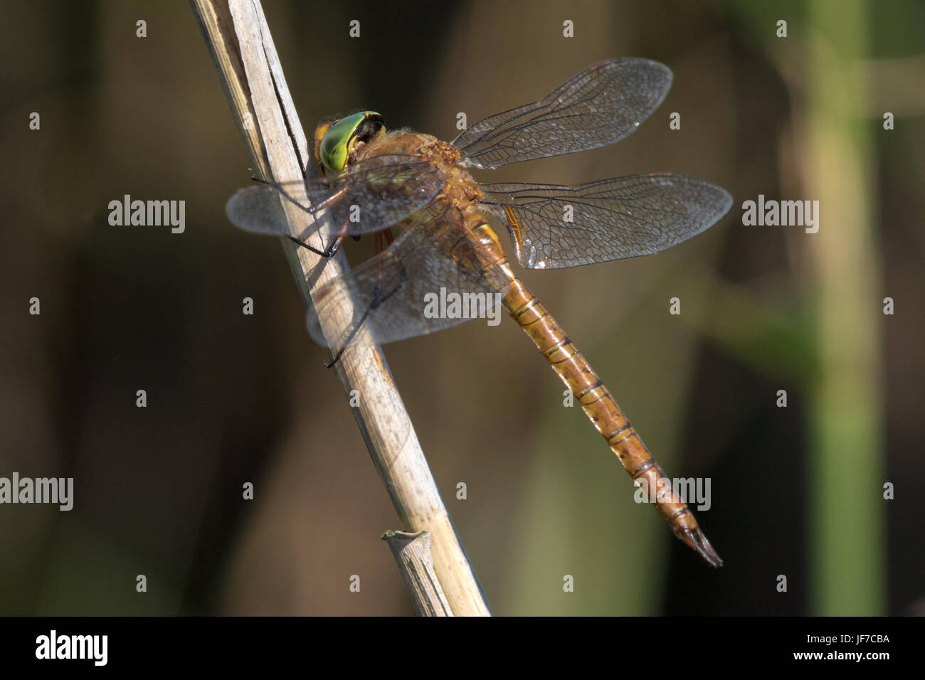male Norfolk Hawker (Aeshna isoceles) dragonfly basking on a reed stem ...