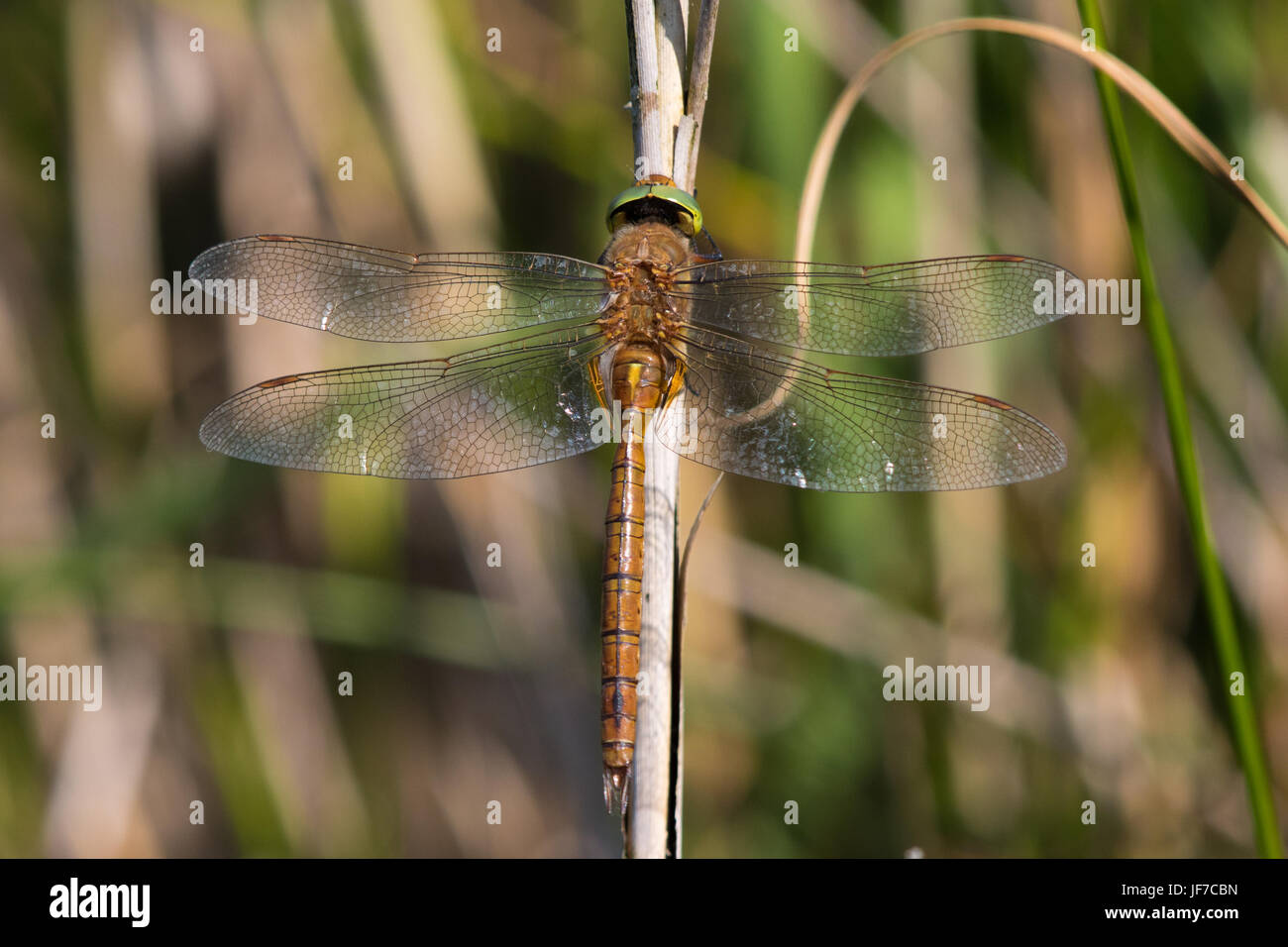 male Norfolk Hawker (Aeshna isoceles) dragonfly basking on a reed stem ...