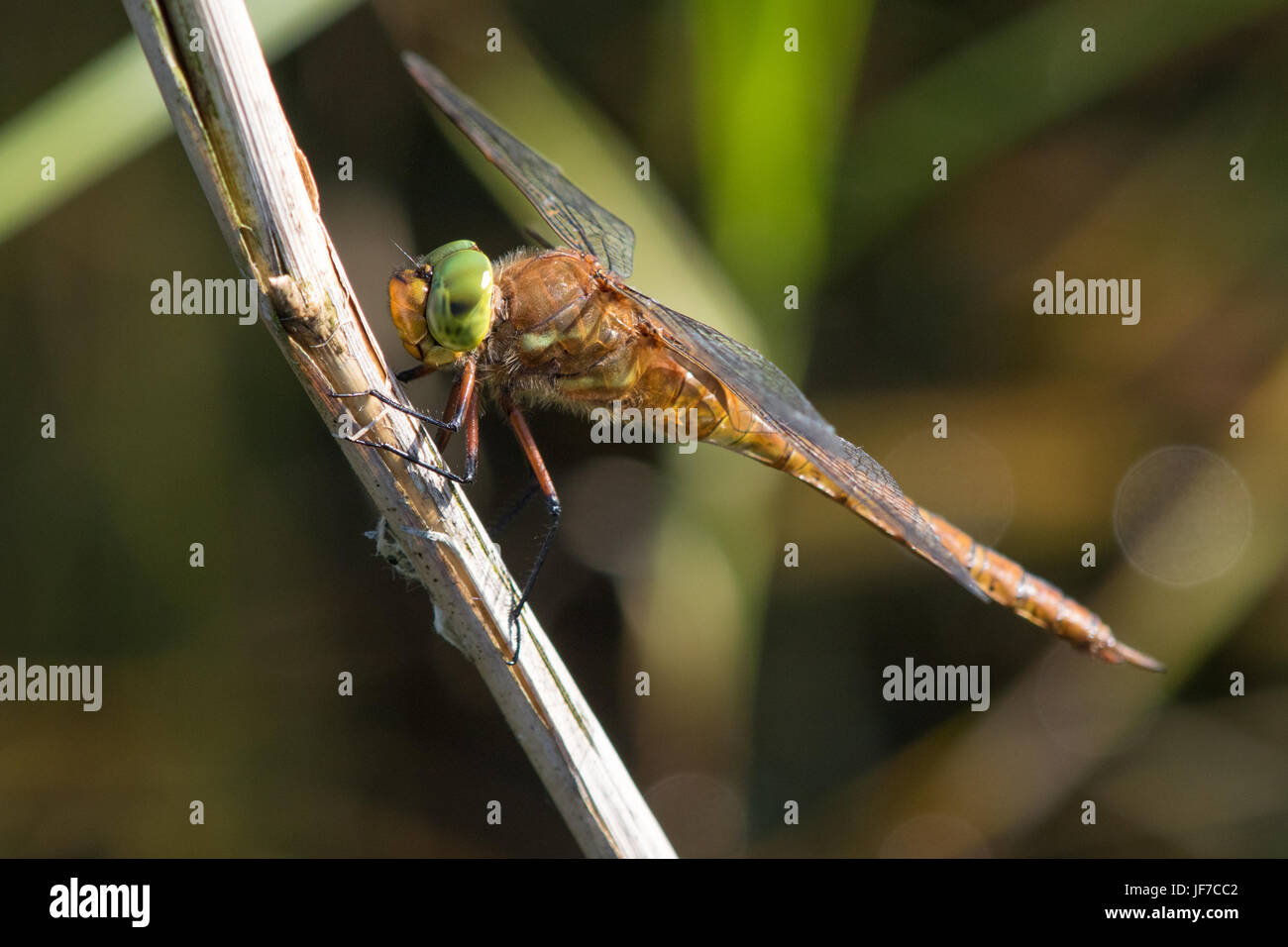 male Norfolk Hawker (Aeshna isoceles) dragonfly basking on a reed stem ...