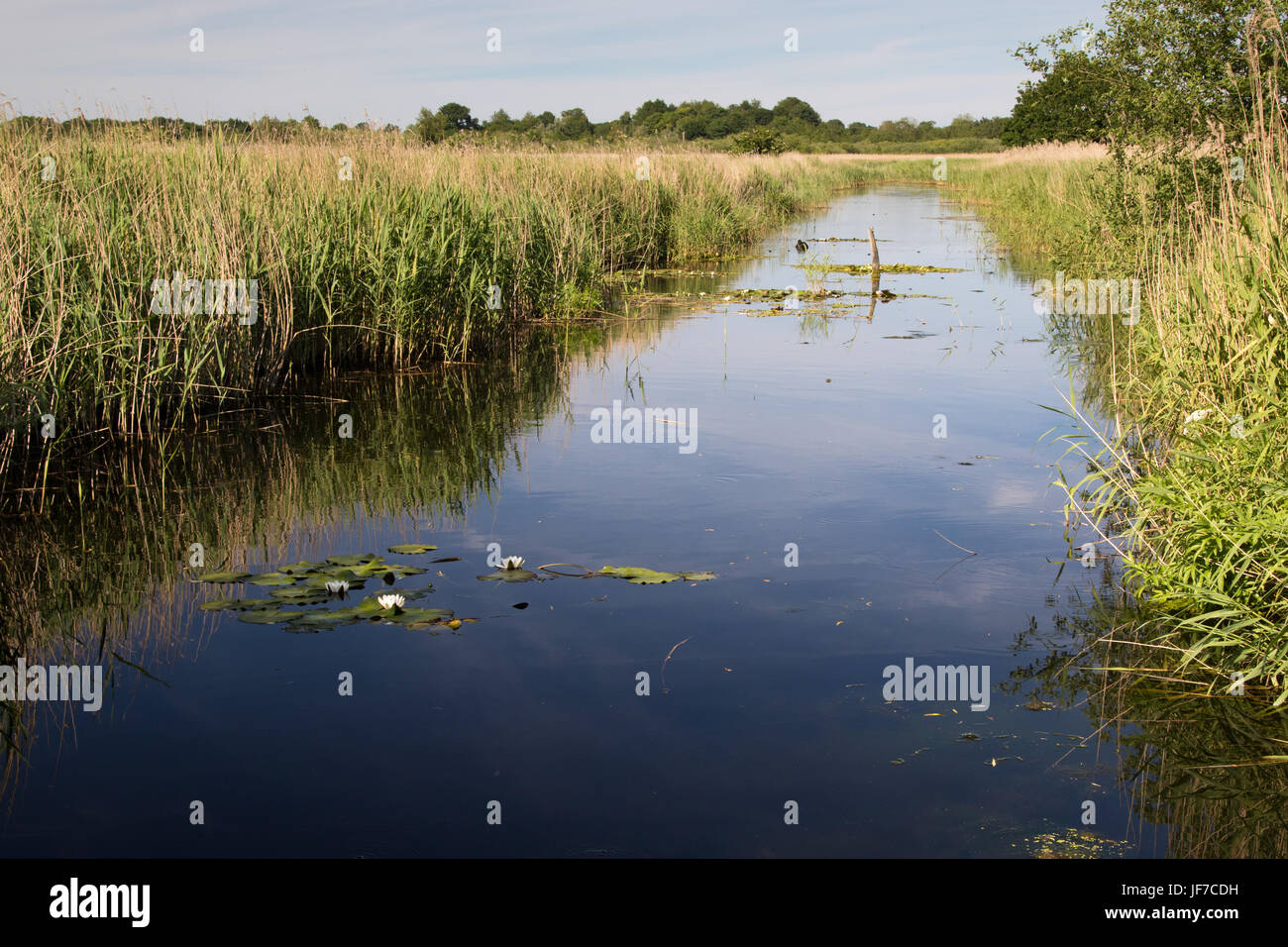 Drainage ditch with reed hi-res stock photography and images - Alamy