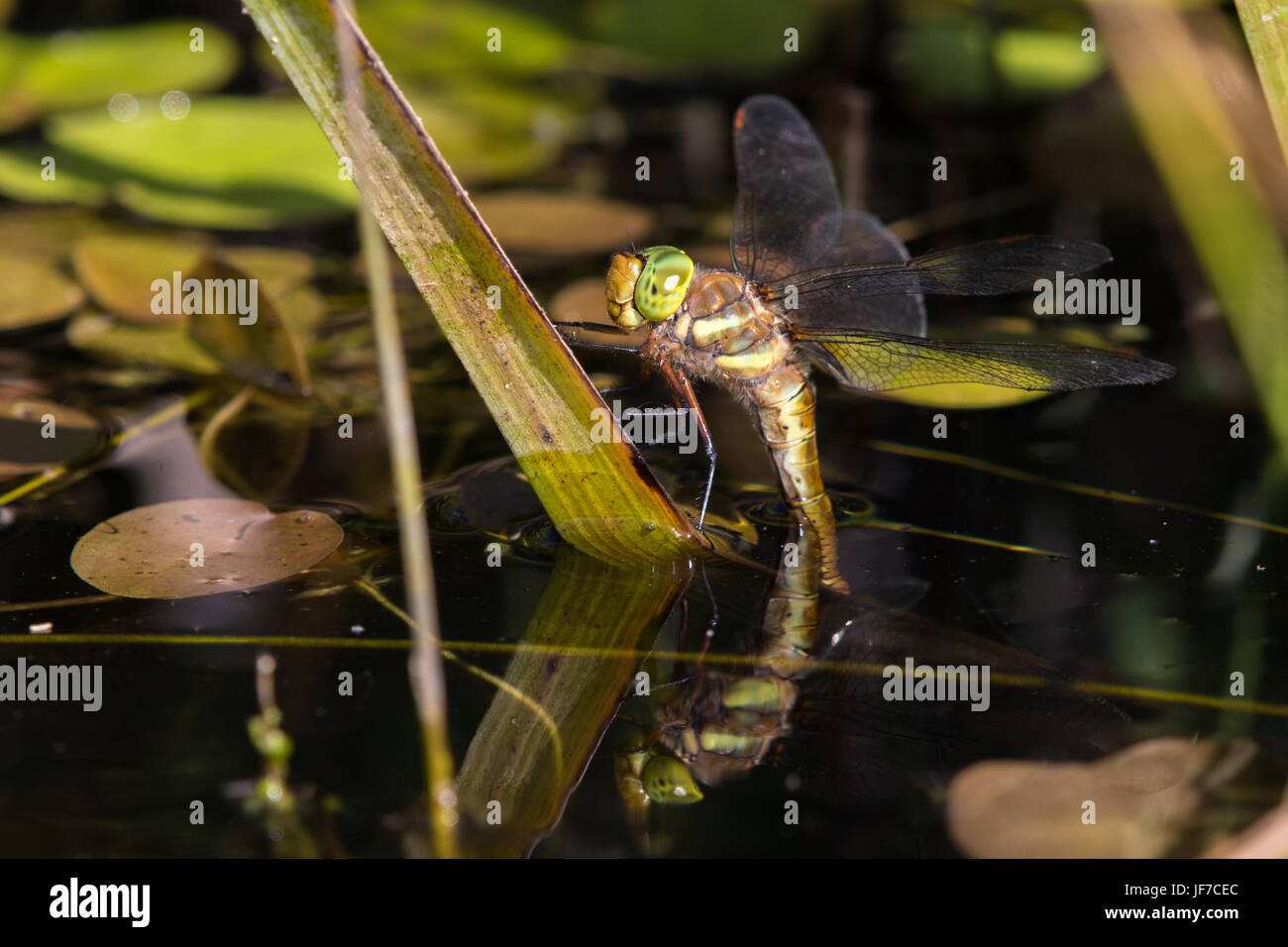 Dragonfly Eggs Water High Resolution Stock Photography and Images - Alamy