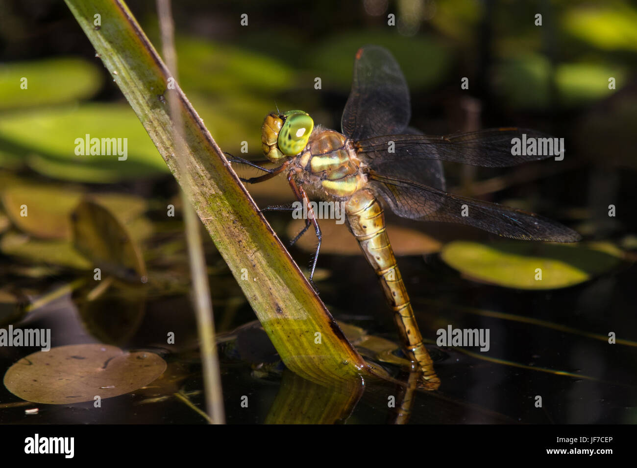female Norfolk Hawker (Aeshna isoceles) dragonfly laying eggs under ...