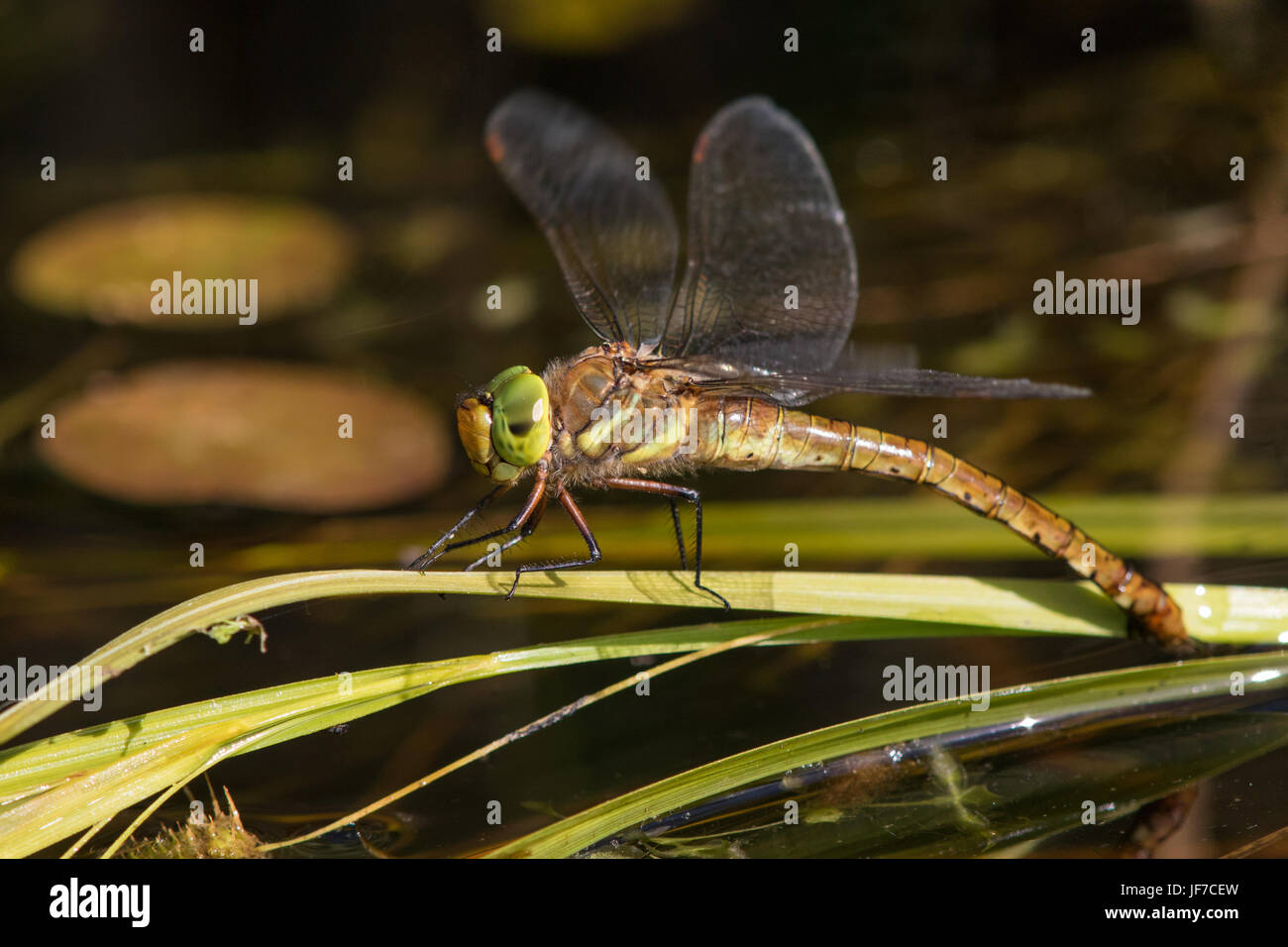 Dragonfly Eggs Water High Resolution Stock Photography and Images - Alamy