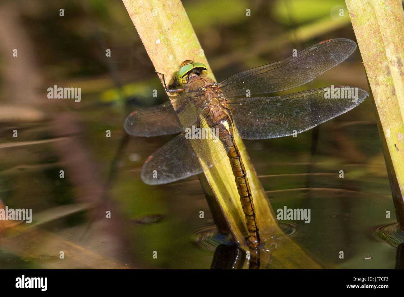 Dragonfly Eggs Close Up