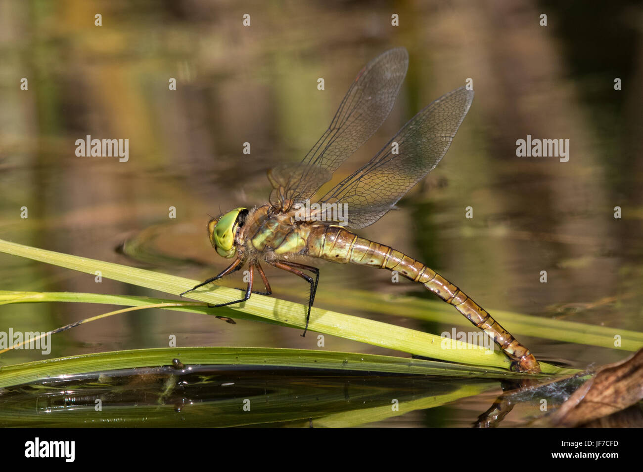 Dragonfly eggs water hi-res stock photography and images - Alamy