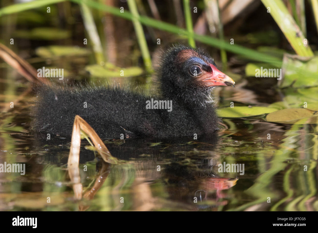 Baby common moorhen hi-res stock photography and images - Alamy