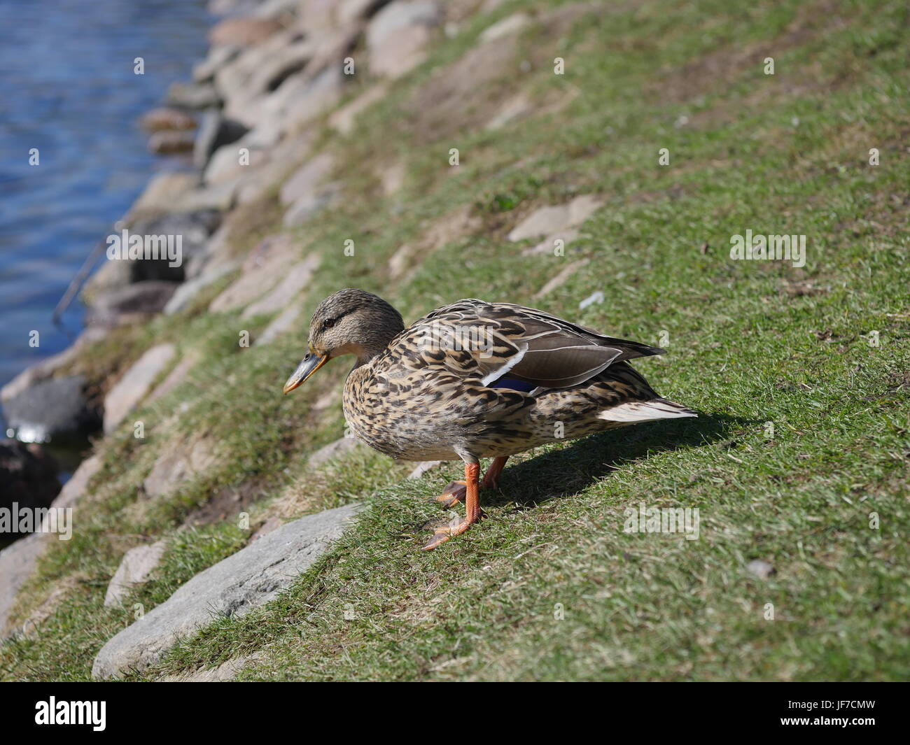 Duck on lake bank hi-res stock photography and images - Alamy