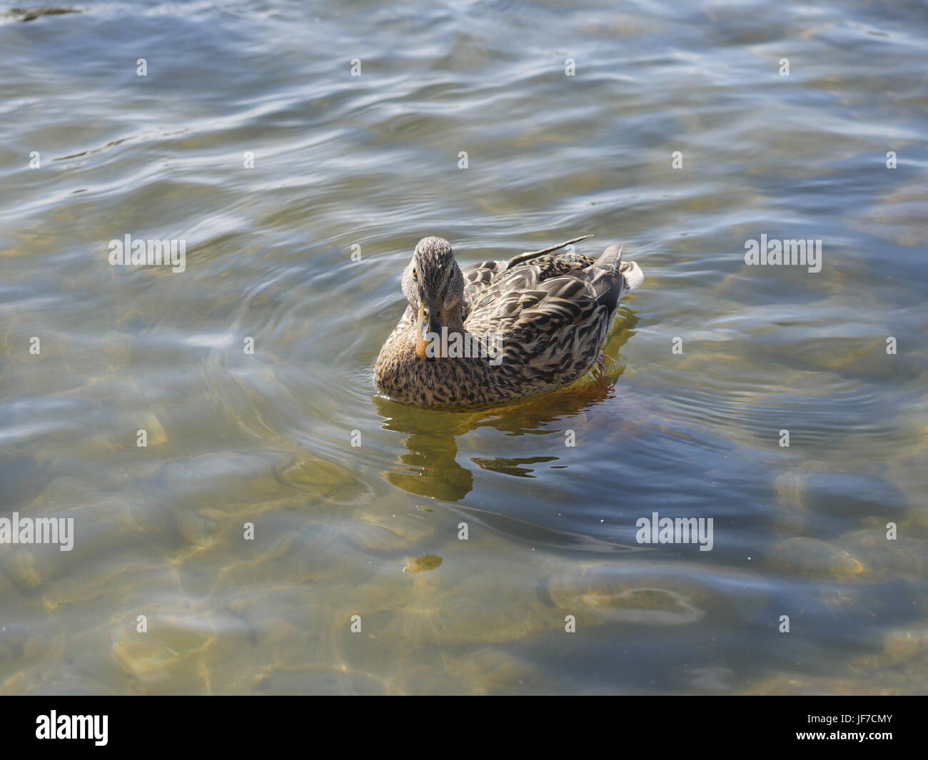 wild duck swimming on water Stock Photo - Alamy