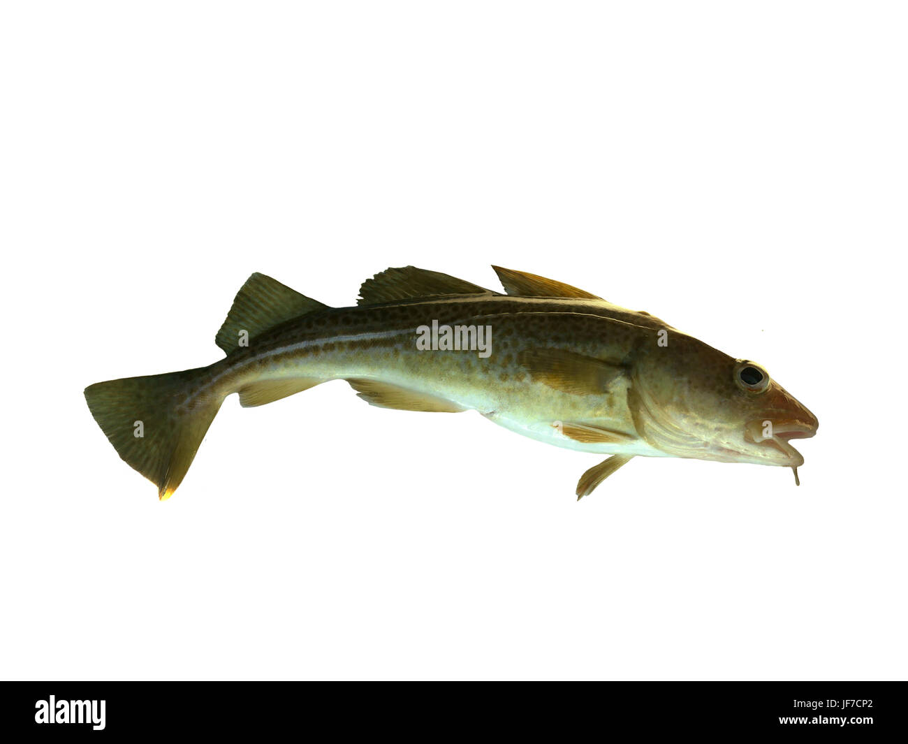 big cod fish on a white background Stock Photo - Alamy