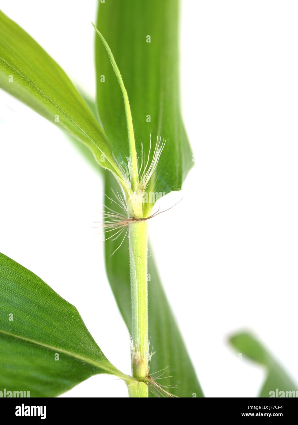 little plant bamboo on white background Stock Photo - Alamy