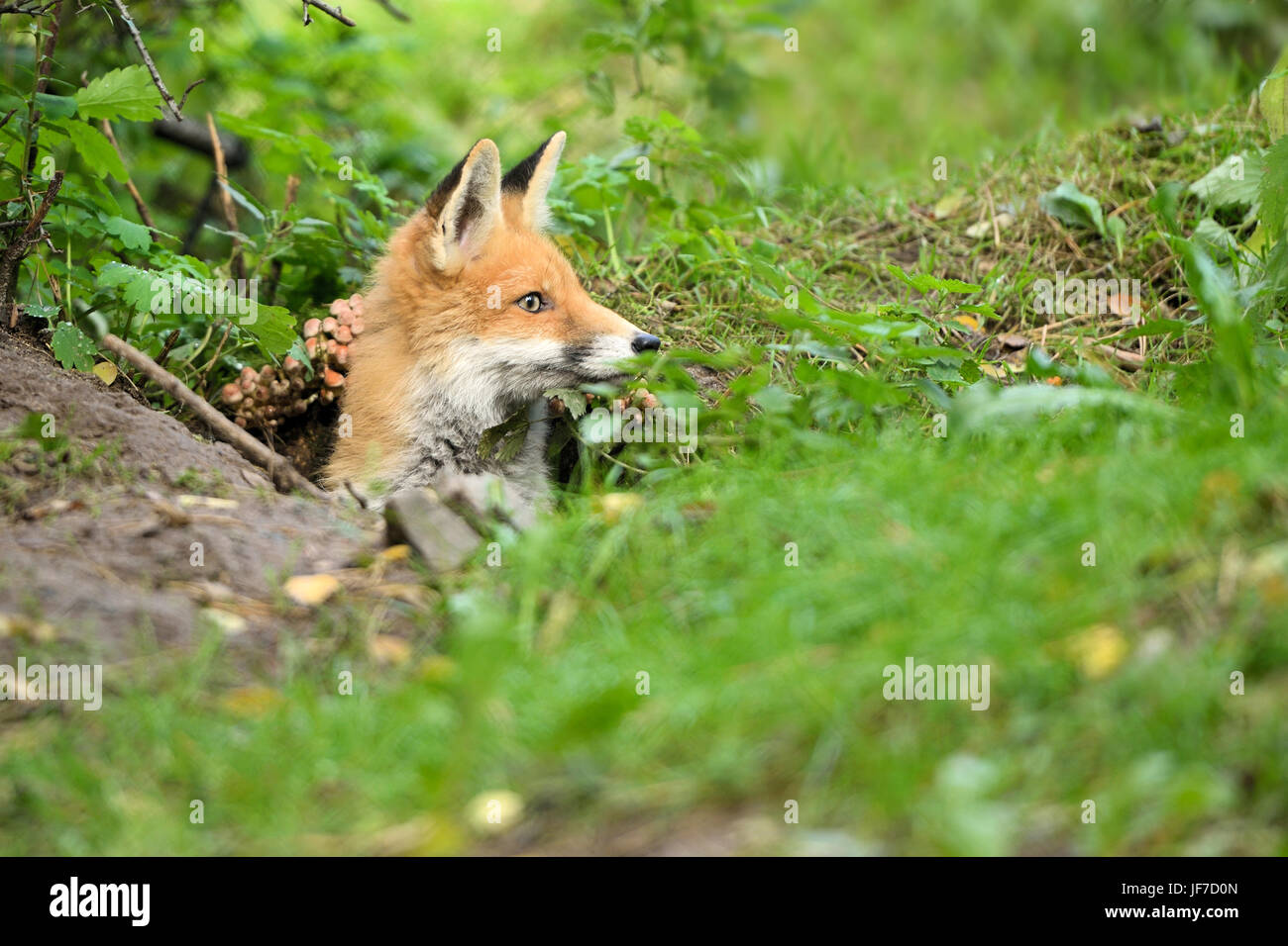 Fox den hi-res stock photography and images - Alamy