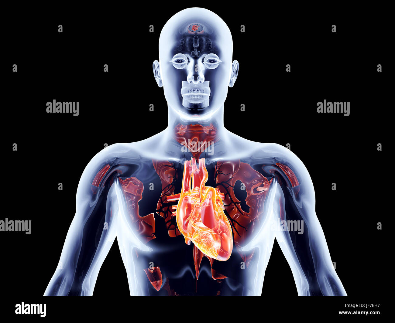 Internal Organs - Heart Stock Photo - Alamy