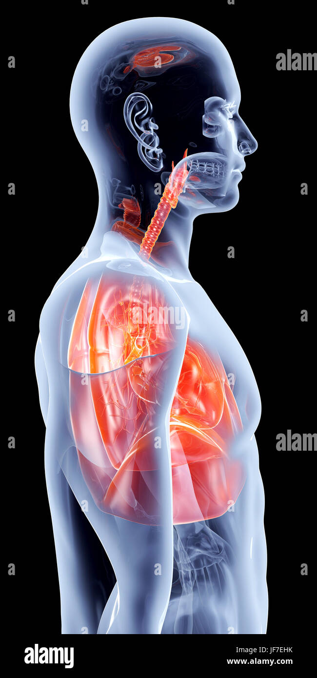 Human esophagus trachea lungs hi-res stock photography and images - Alamy
