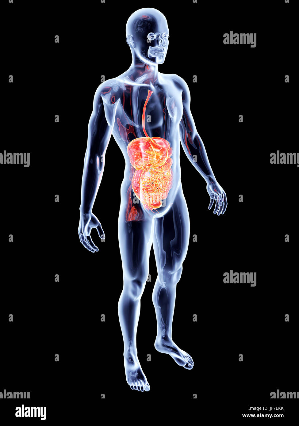 Internal Organs - Intestines Stock Photo - Alamy