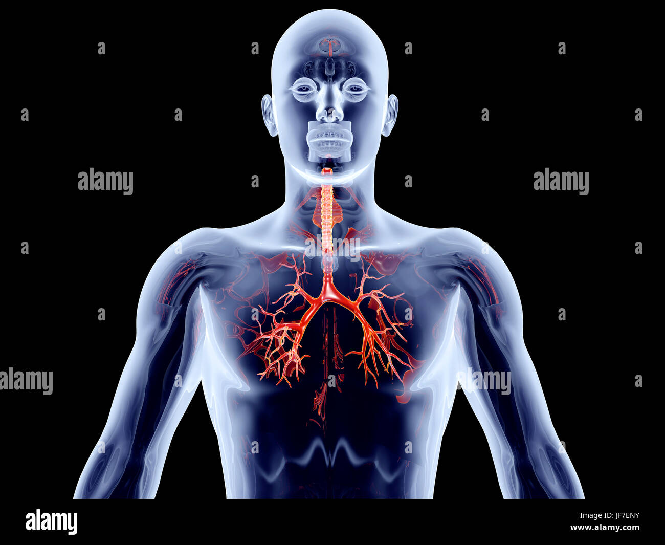 Bronchial Artery High Resolution Stock Photography and Images - Alamy